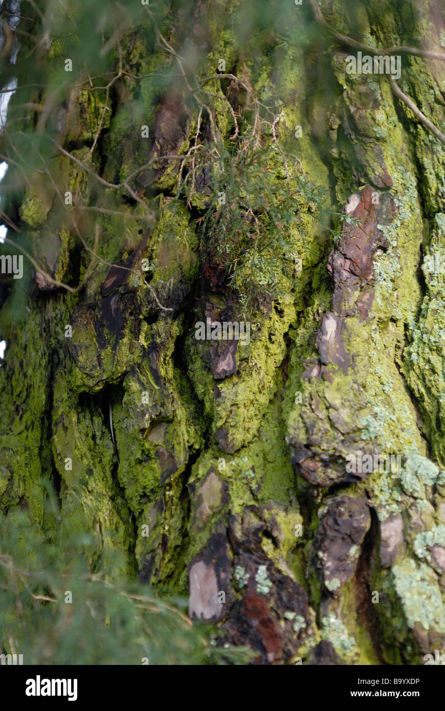 Yellow pine tree hi-res stock photography and images - Alamy