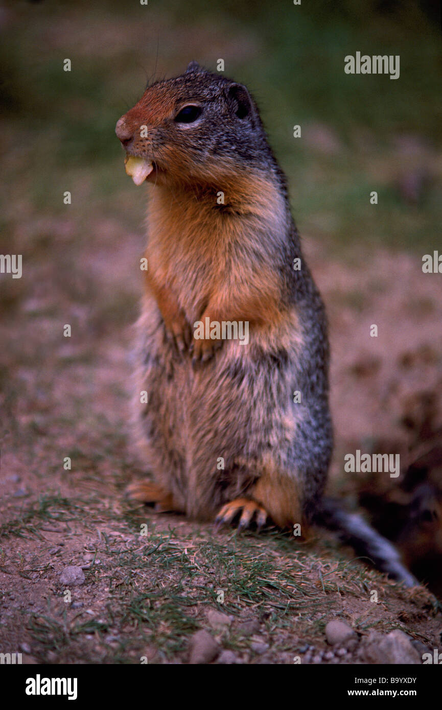 Columbian Ground Squirrel (Spermophilus columbianus) standing on Alert ...