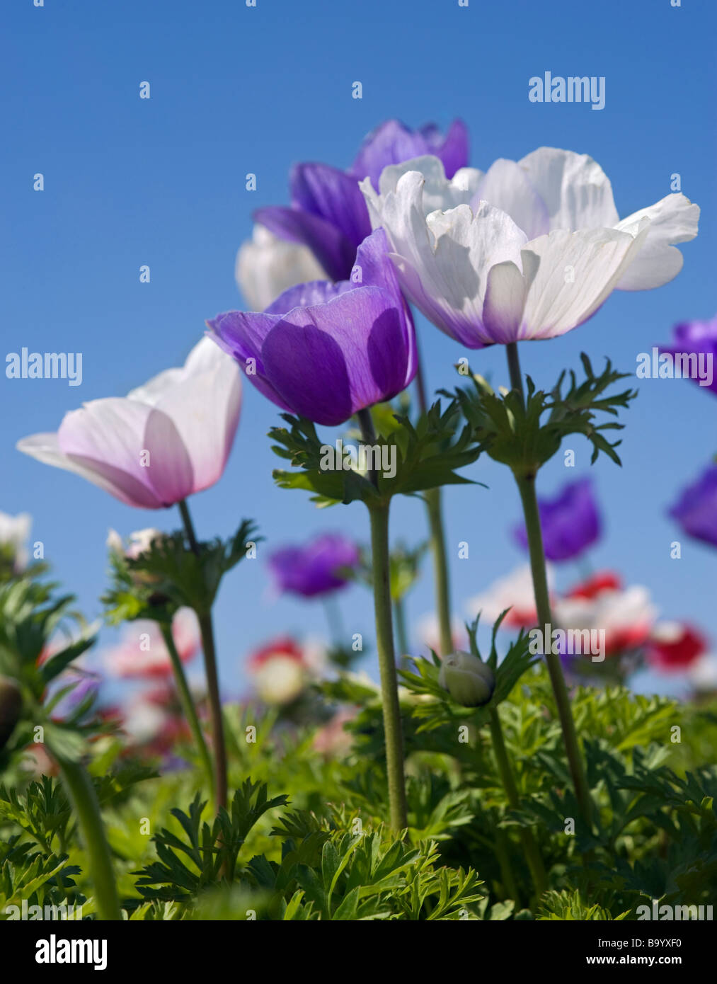 Purple Poppy High Resolution Stock Photography and Images - Alamy