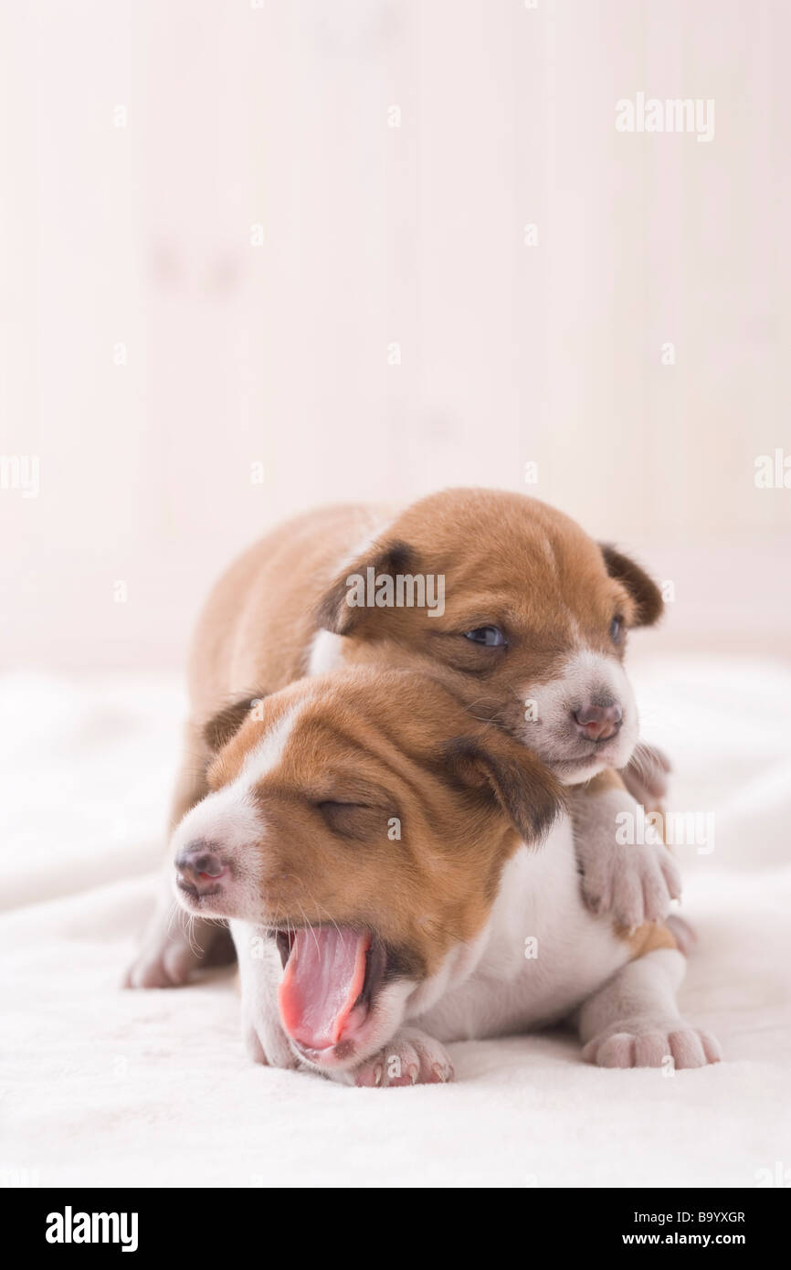 Basenji hi-res stock photography and images - Alamy