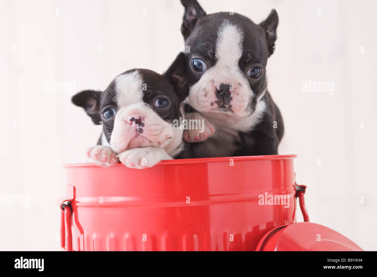 Two boston terrier fawning in a bucket Stock Photo - Alamy
