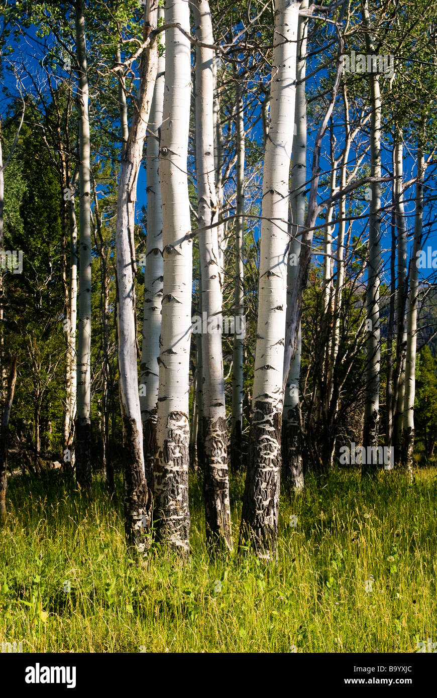 Aspen trees yellowstone hi-res stock photography and images - Alamy