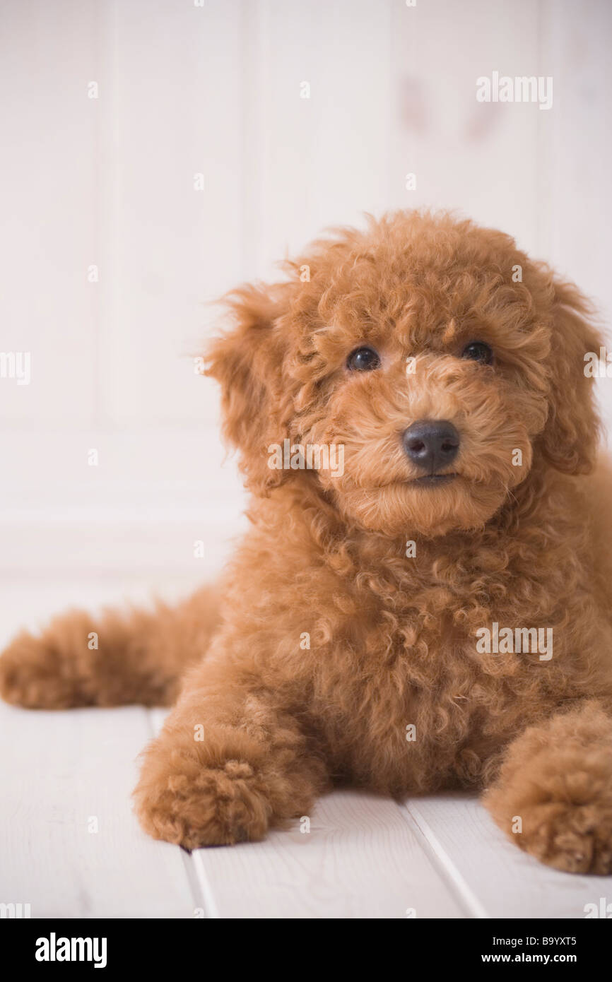 Poodle studio hi-res stock photography and images - Alamy