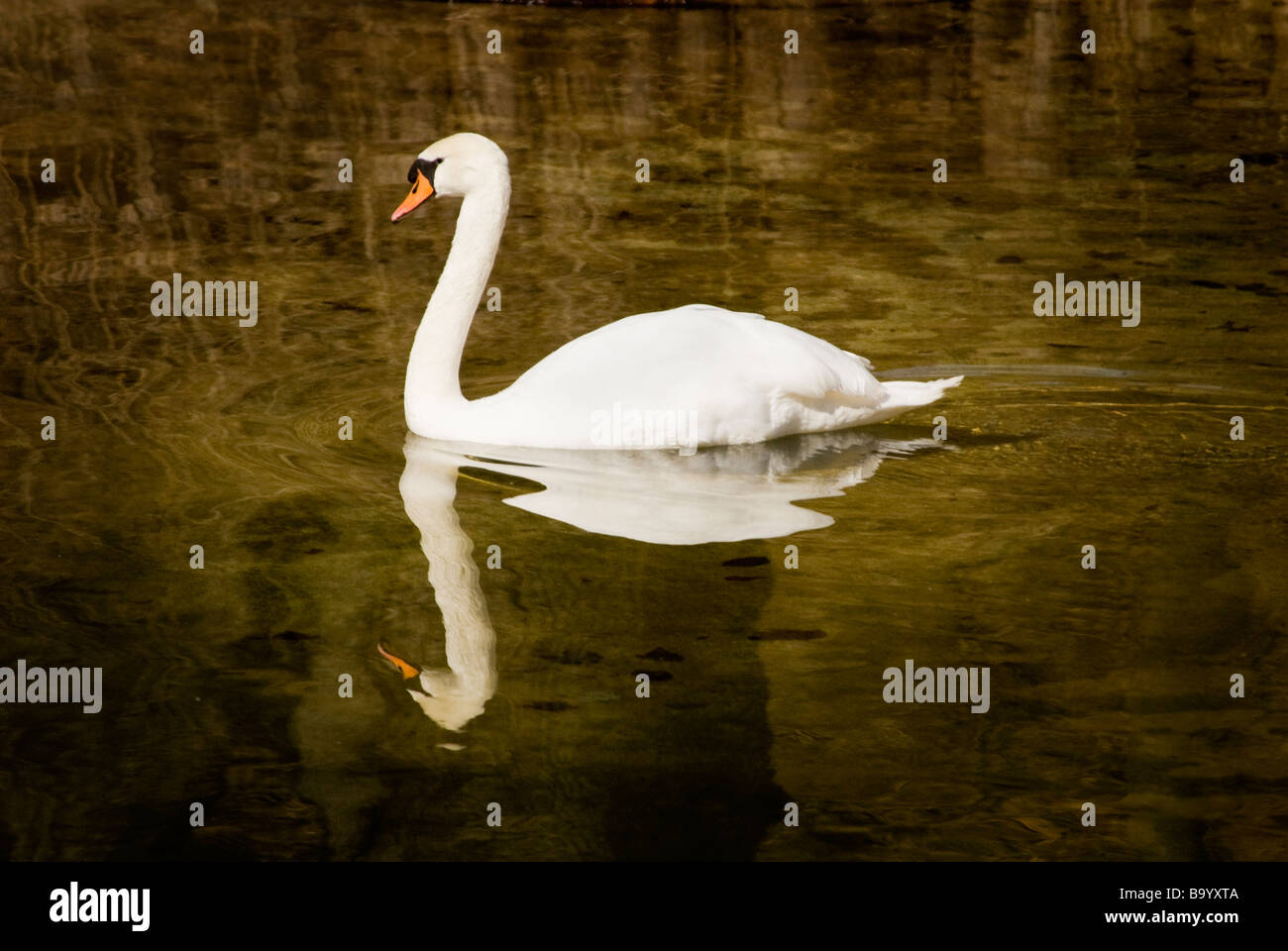 Swan reflection symmetry hi-res stock photography and images - Alamy
