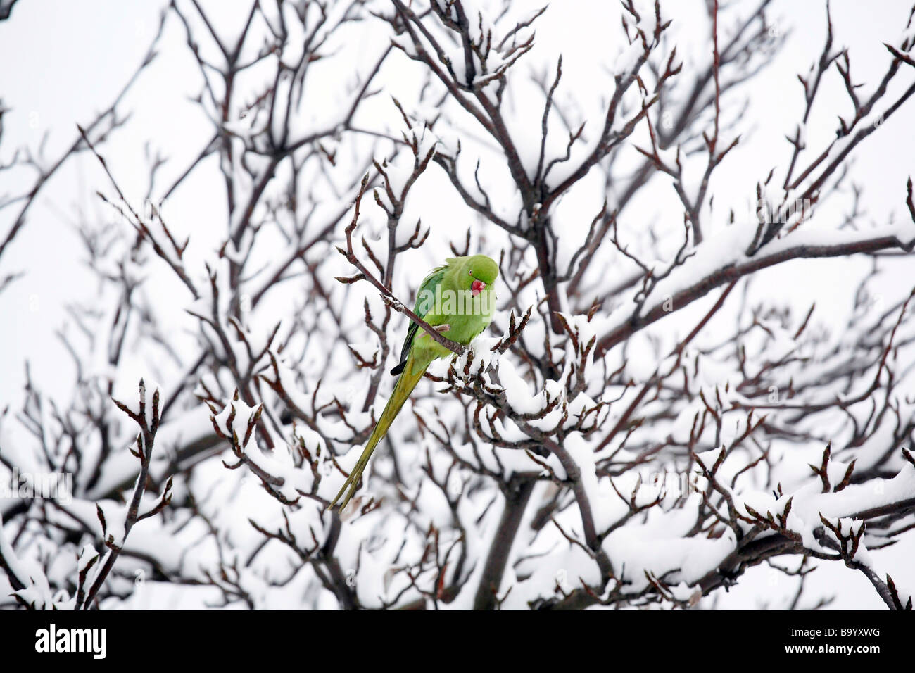 Snow parrot hi-res stock photography and images - Alamy