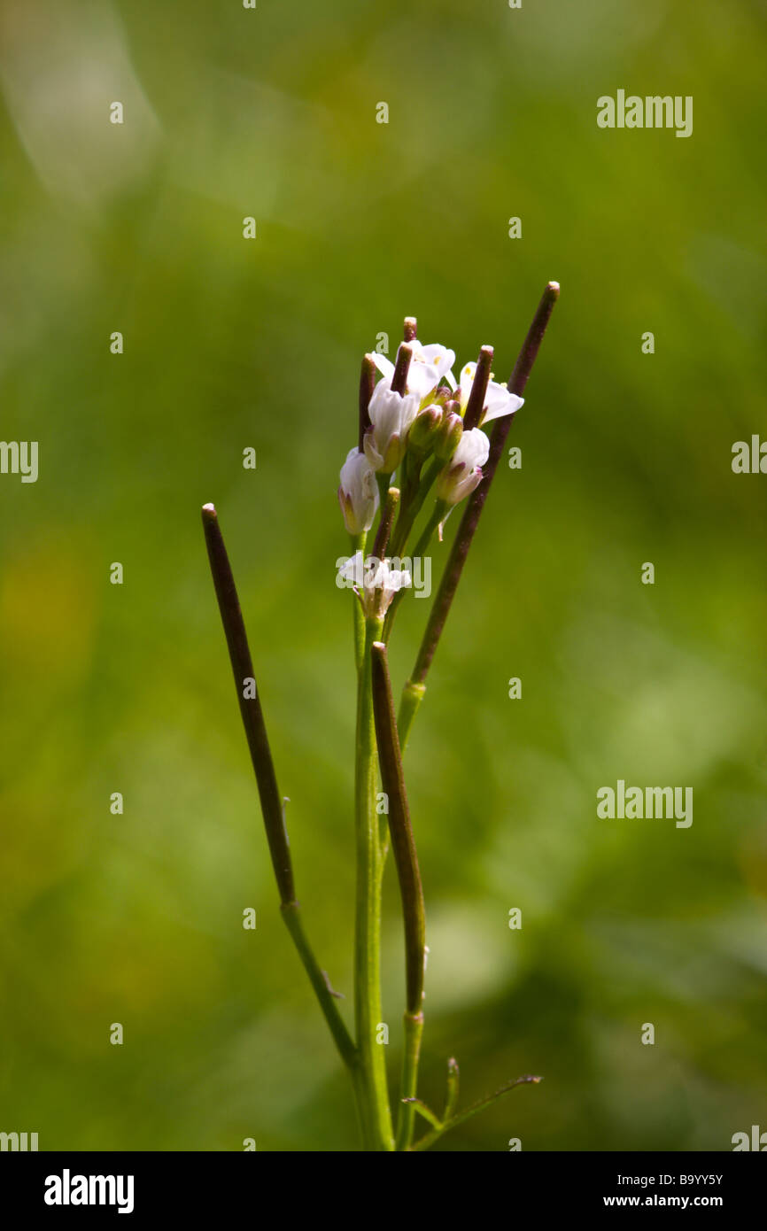 Bitter weed hi-res stock photography and images - Alamy