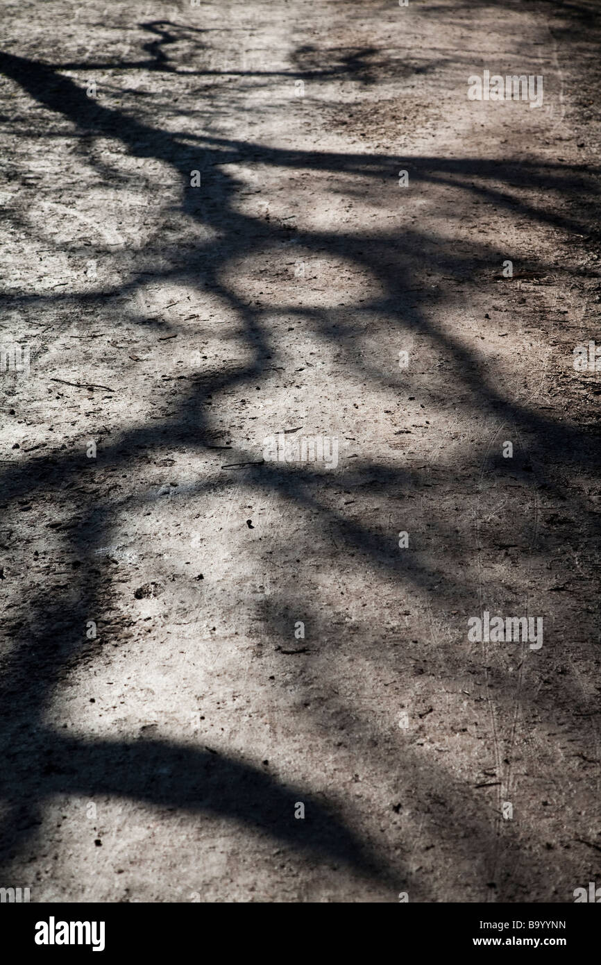 shadow of tree branches in winter Stock Photo - Alamy