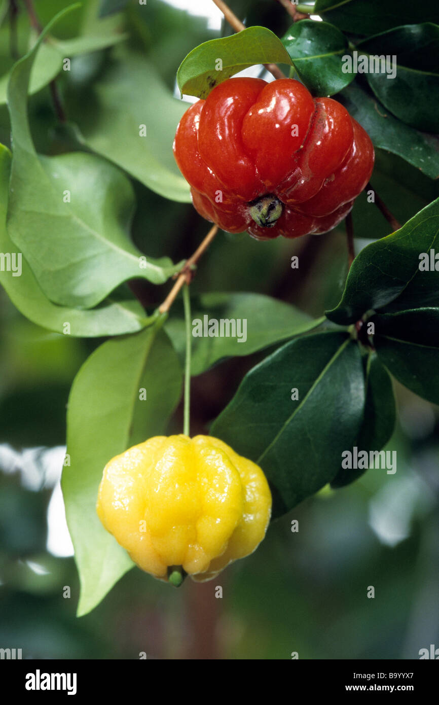 Surinam Cherry, Brazilian Cherry, Cayenne Cherry (Eugenia uniflora ...