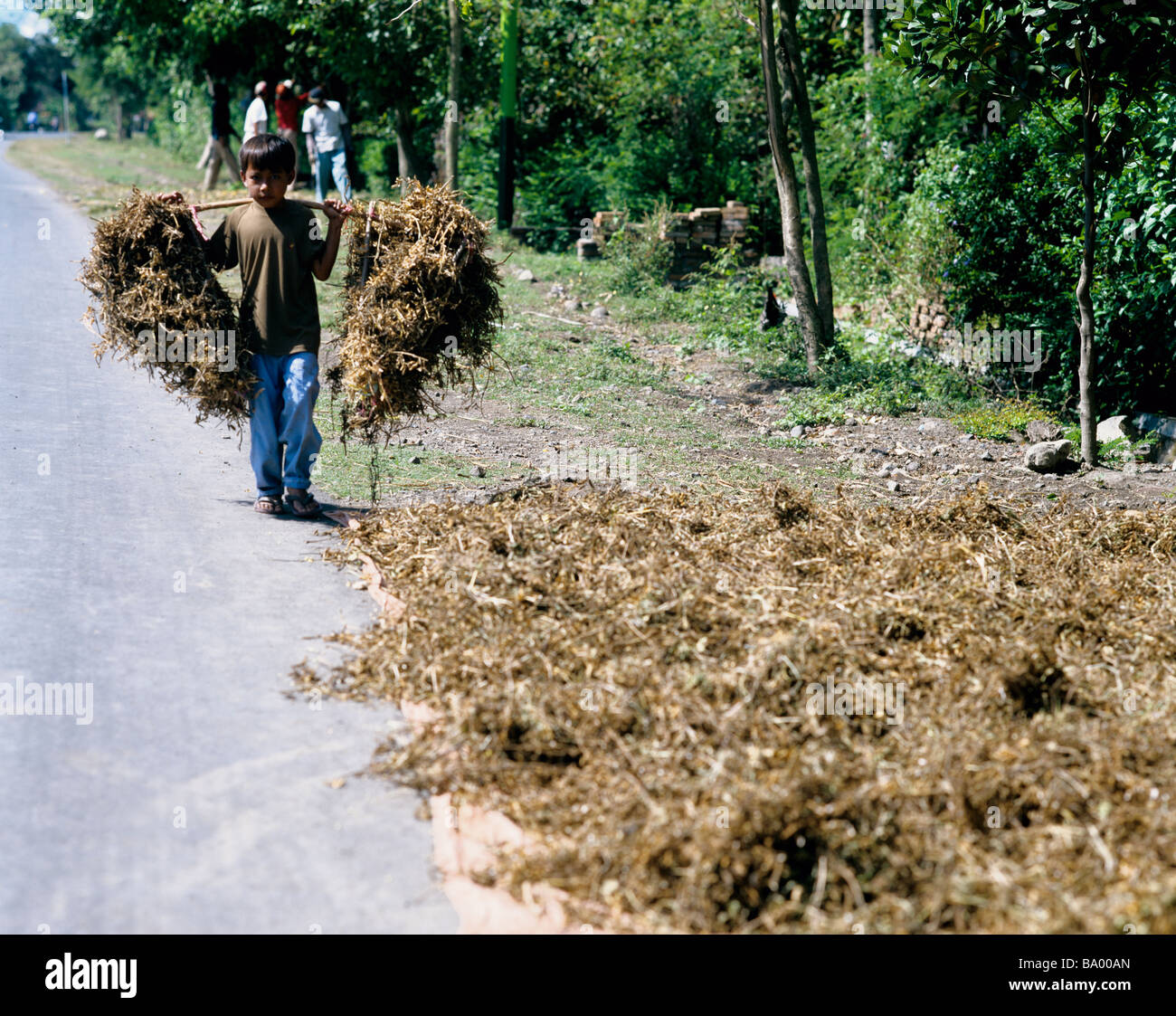 Indonesia Lombok Child Carrying Cattle Feed Stock Photo - Alamy