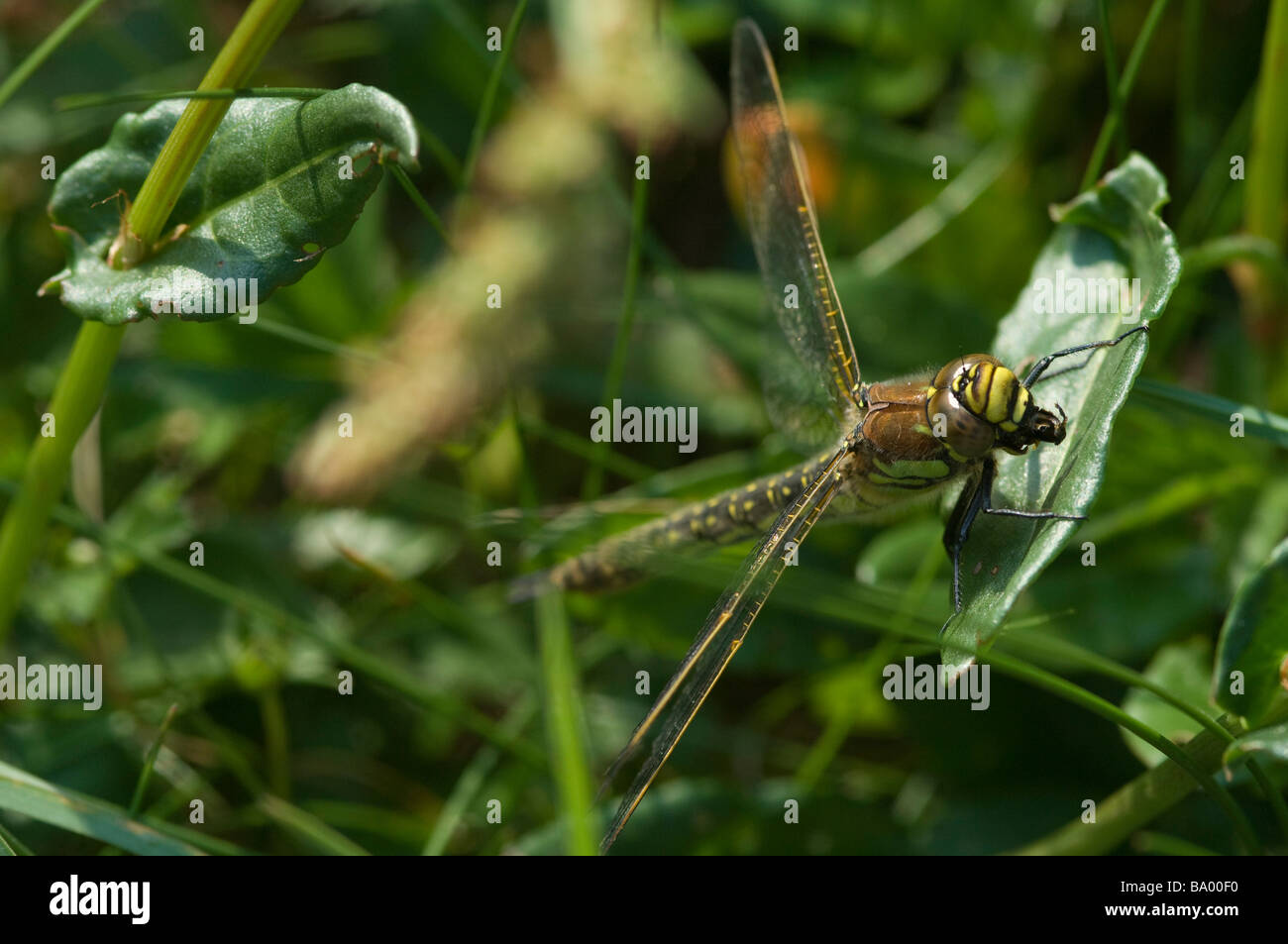 Common hawker female hi-res stock photography and images - Alamy