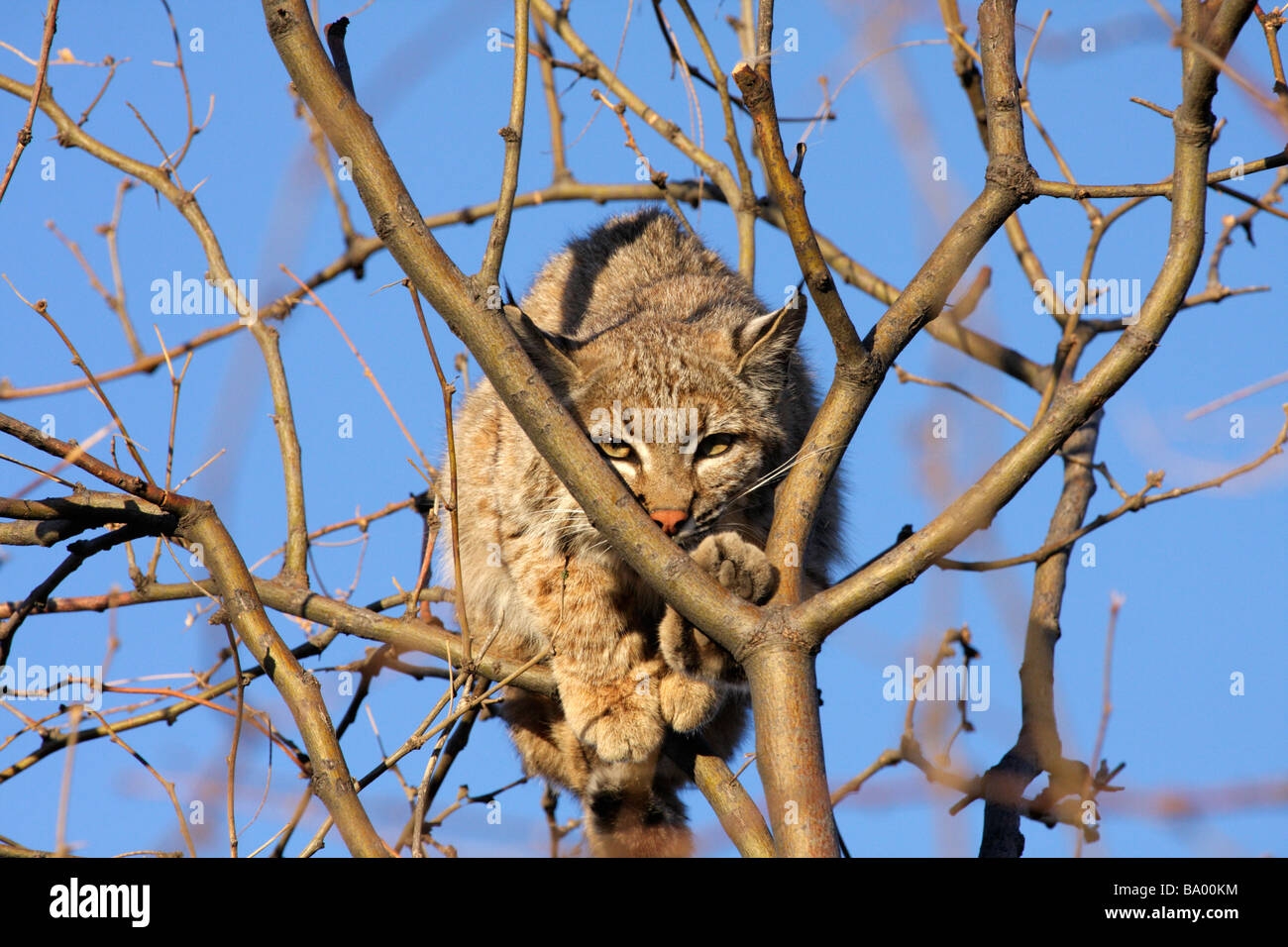 Wild bobcat (Lynx rufus) on a tree, Arizona Stock Photo - Alamy
