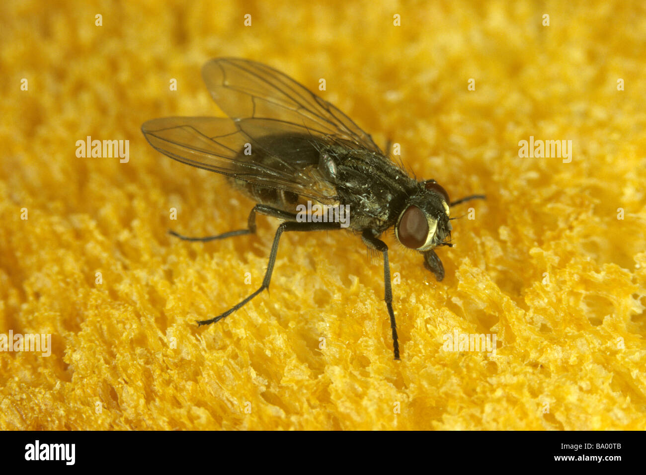 House Fly (Musca domestica) on bread Stock Photo - Alamy