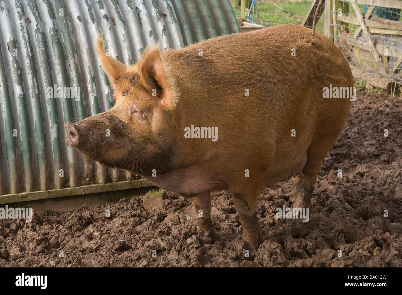 Tamworth pig, uk hi-res stock photography and images - Alamy
