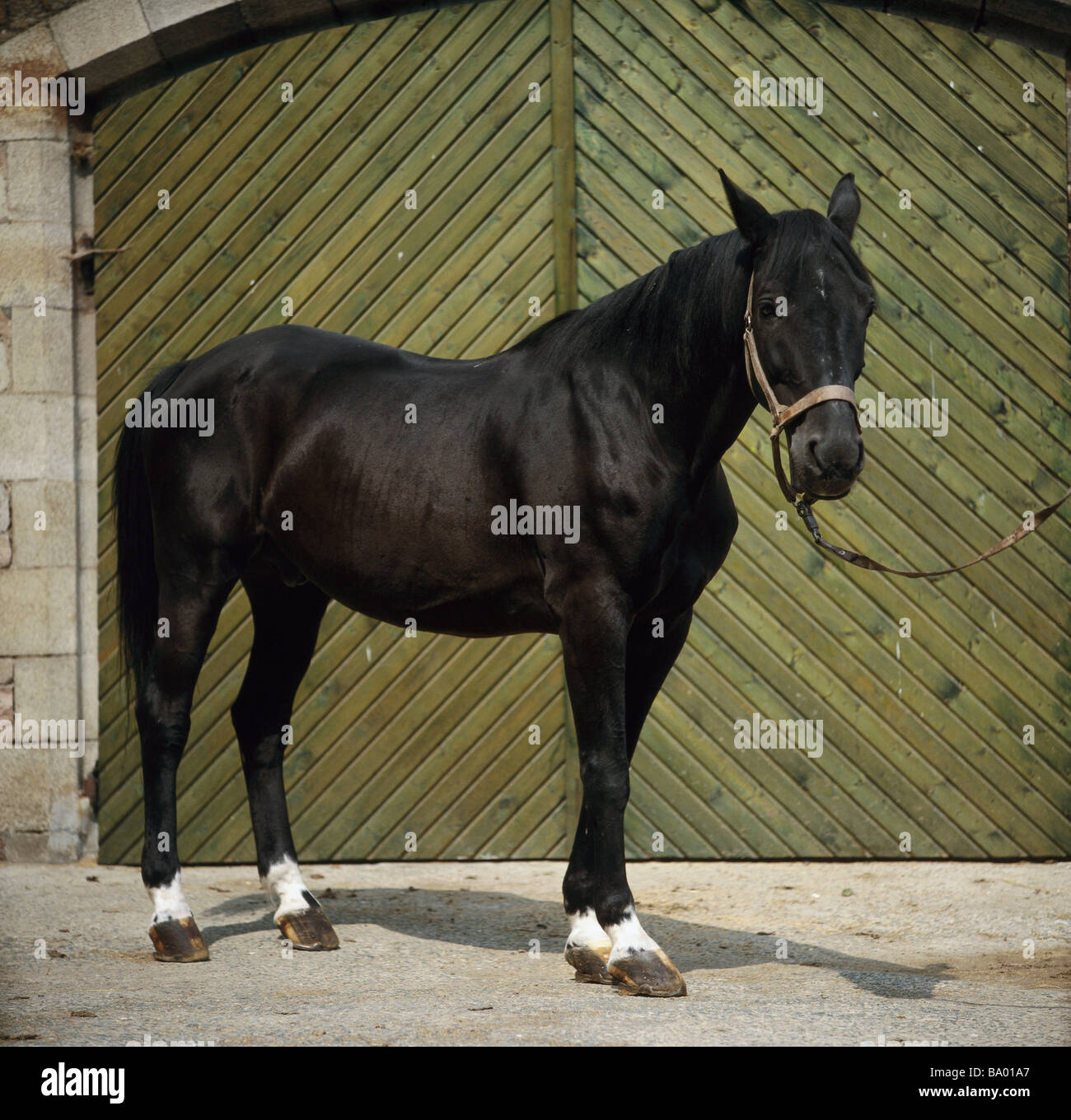 Oldenburger horse hi-res stock photography and images - Alamy