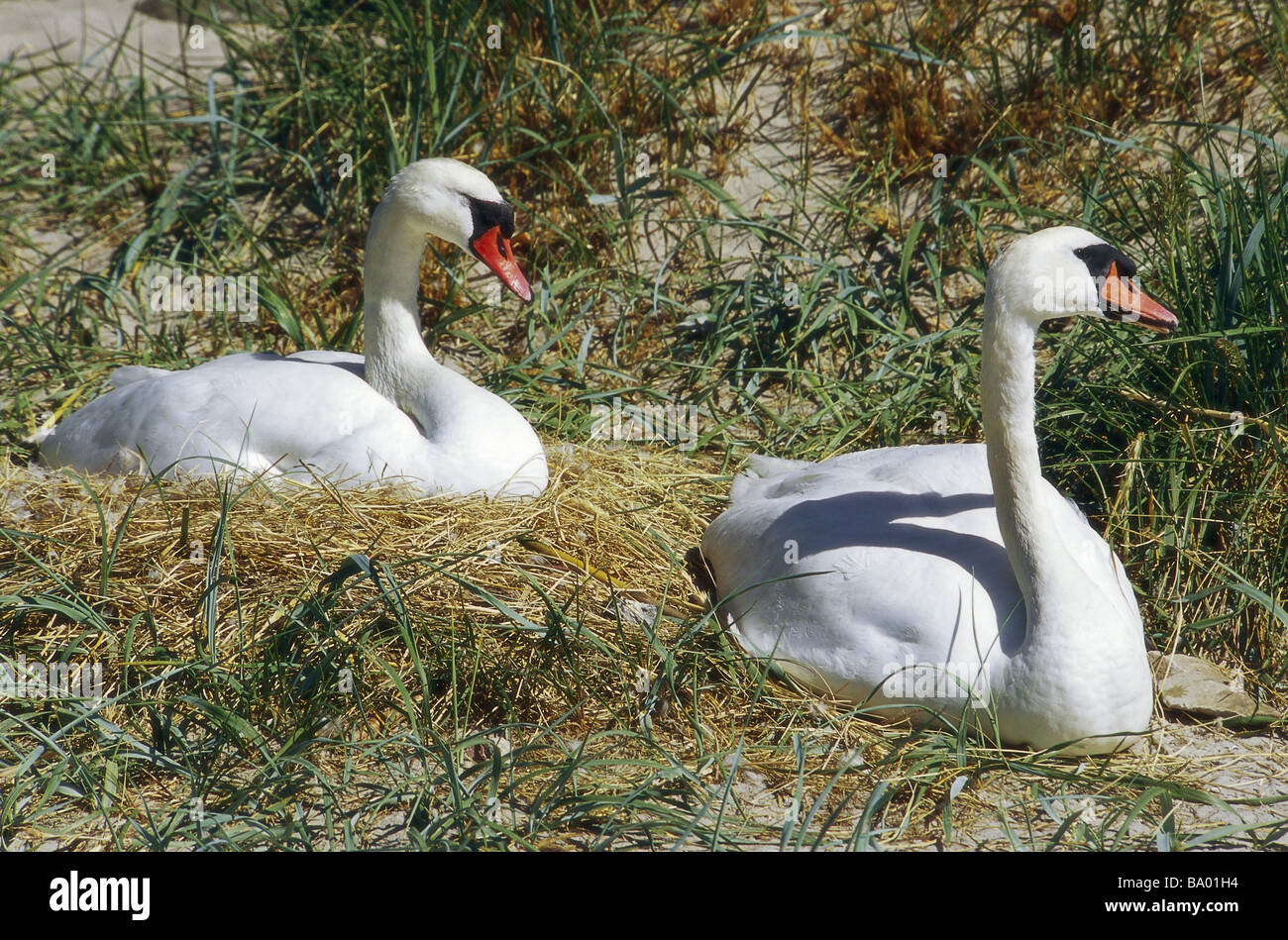 Two duck nests hi-res stock photography and images - Alamy