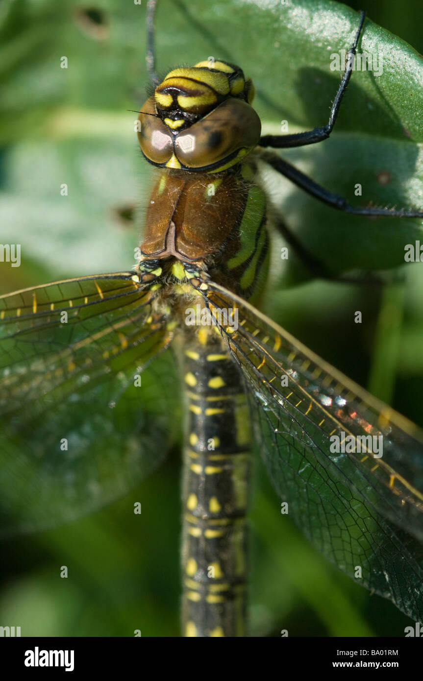 Female Common Hawker Aeshna juncea Pembrokeshire Wales UK Europe Stock ...