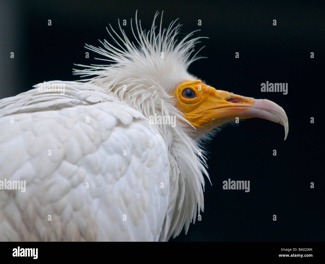 Egyptian Vulture (neophron percnopterus Stock Photo - Alamy
