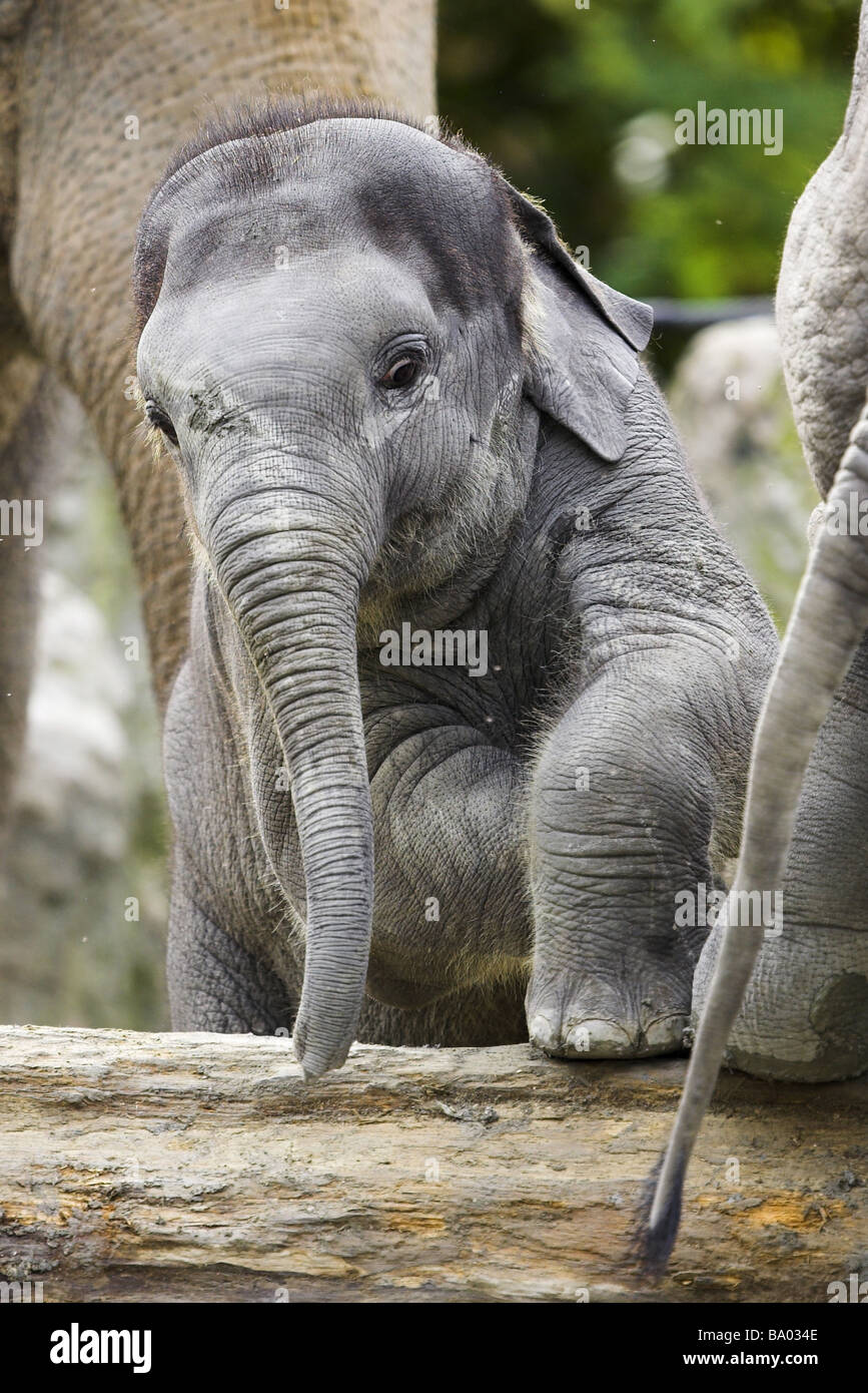 Proboscideans hi-res stock photography and images - Alamy
