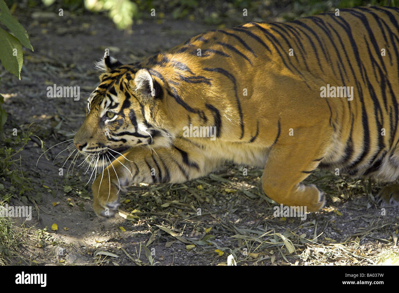 Panthera tigris sumatrae hunting hi-res stock photography and images - Alamy