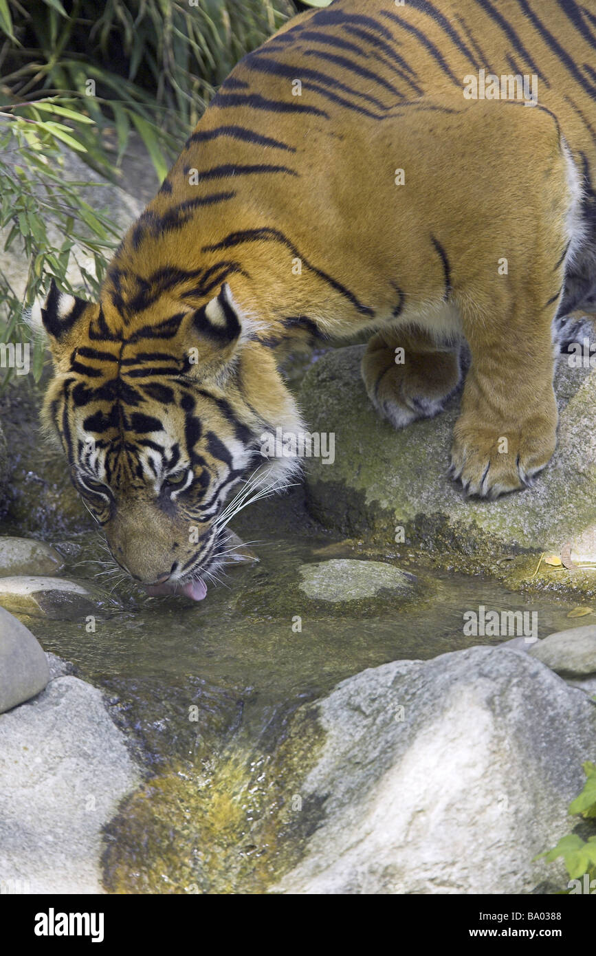 Female sumatra tiger hi-res stock photography and images - Alamy