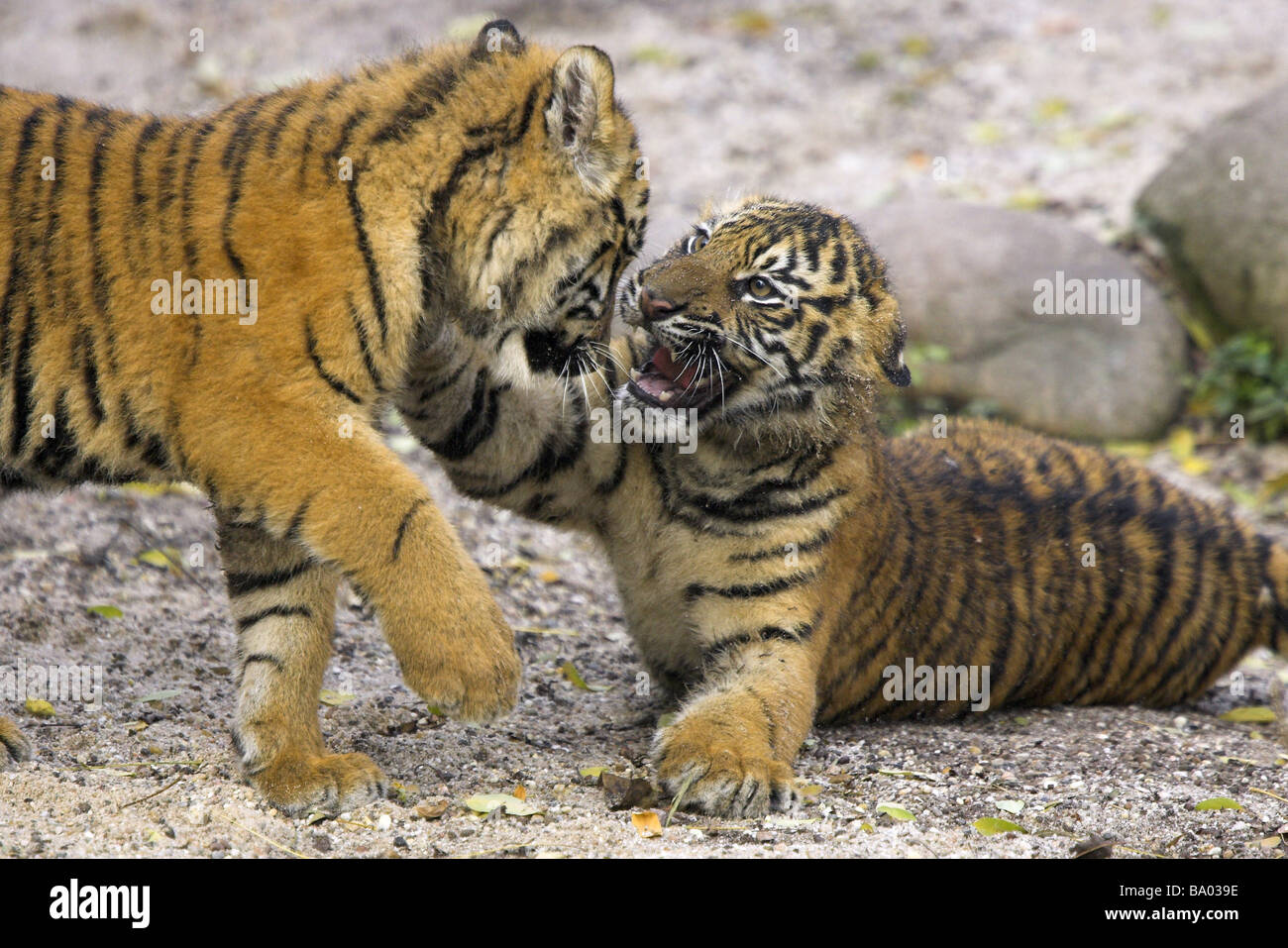 Sozialkontakt hi-res stock photography and images - Alamy