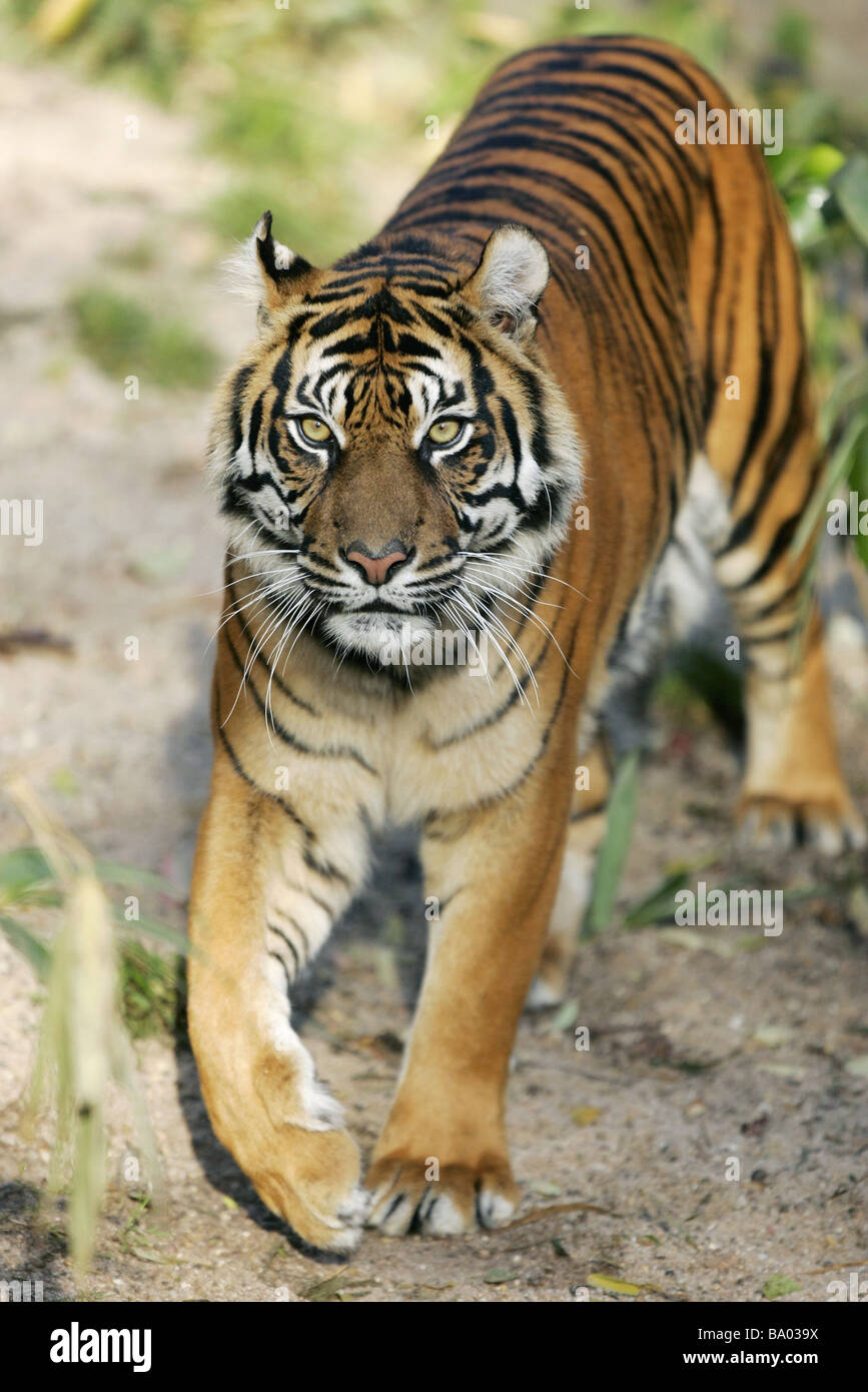 Sumatra expedition hi-res stock photography and images - Alamy