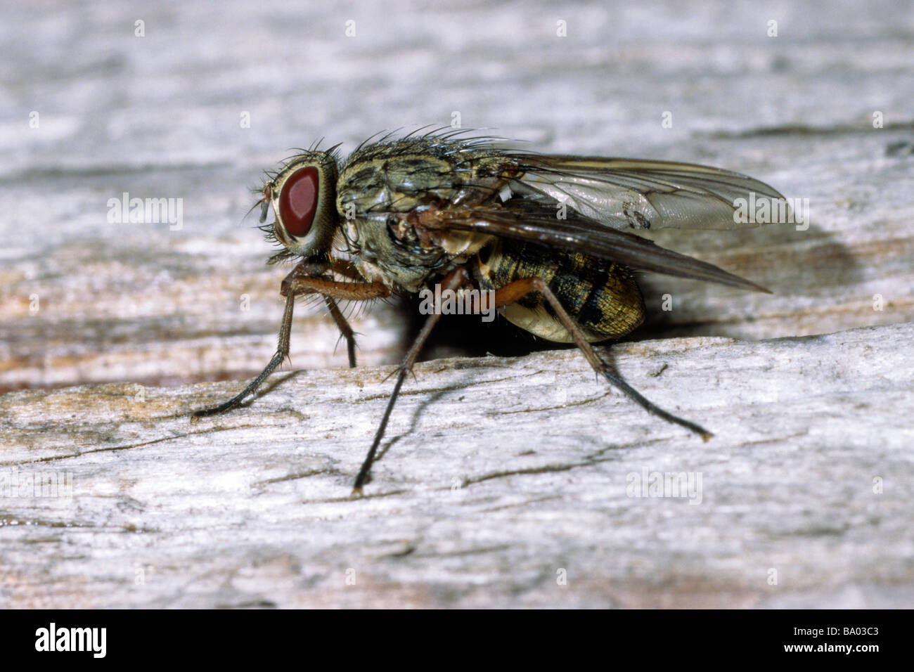 House Fly Housefly Musca domestica adult on wood Stock Photo - Alamy