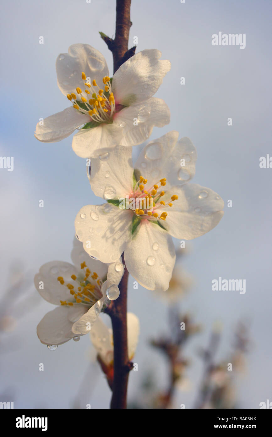 Prunus dulcis botanical hi-res stock photography and images - Alamy