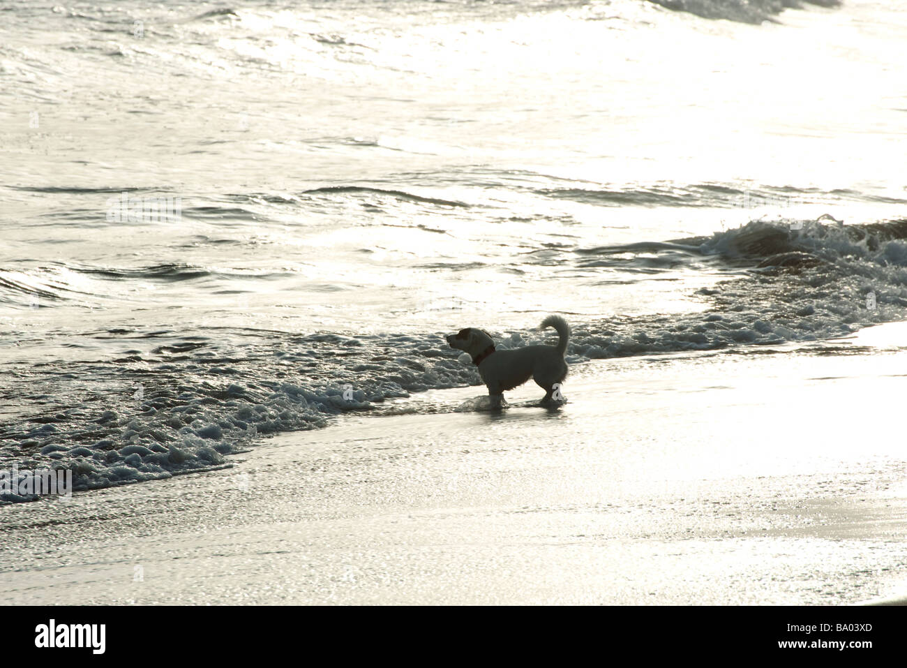 Dog wading at beach Stock Photo - Alamy