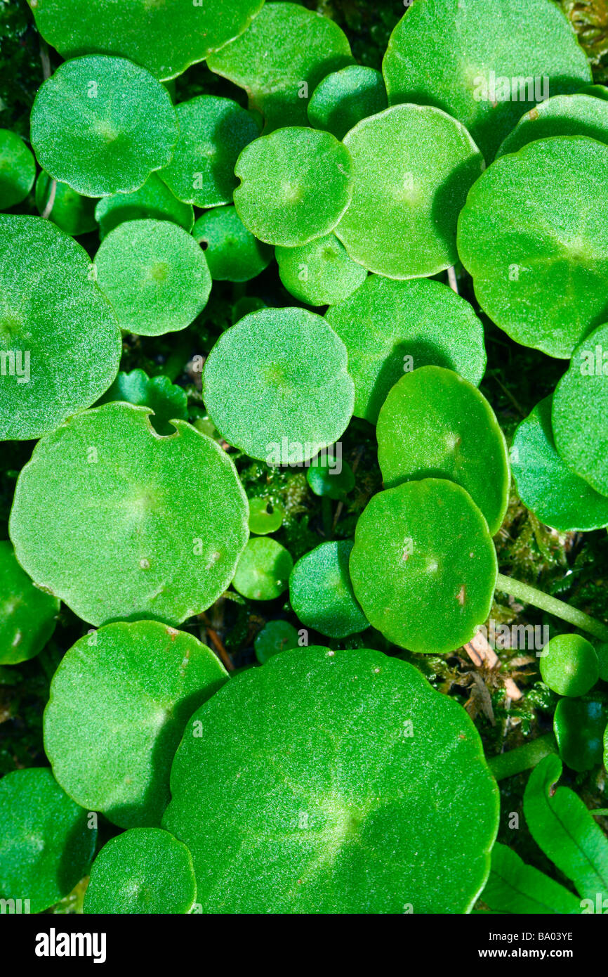 Pennywort hi-res stock photography and images - Alamy