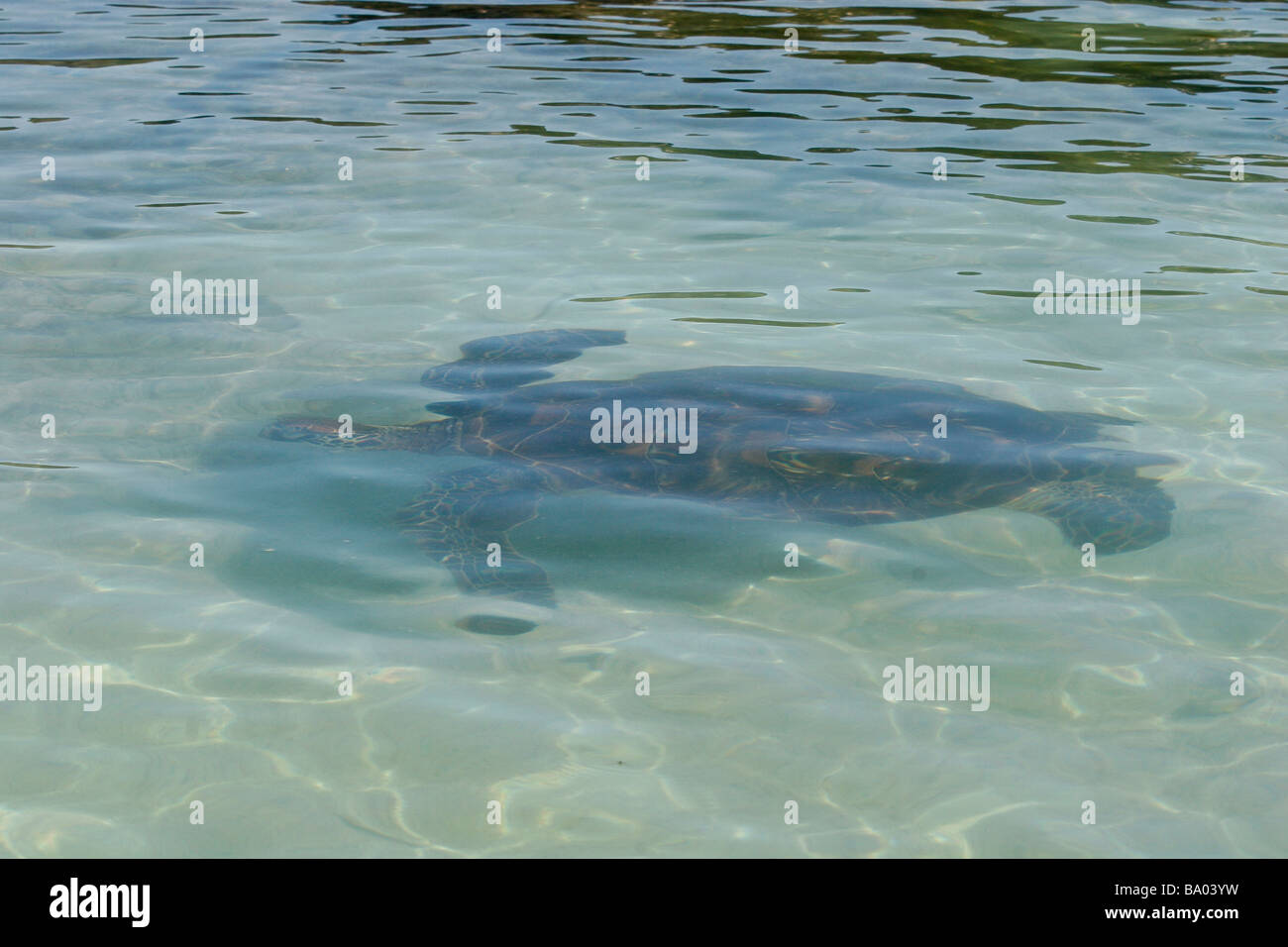 Turtle near the surface hi-res stock photography and images - Alamy