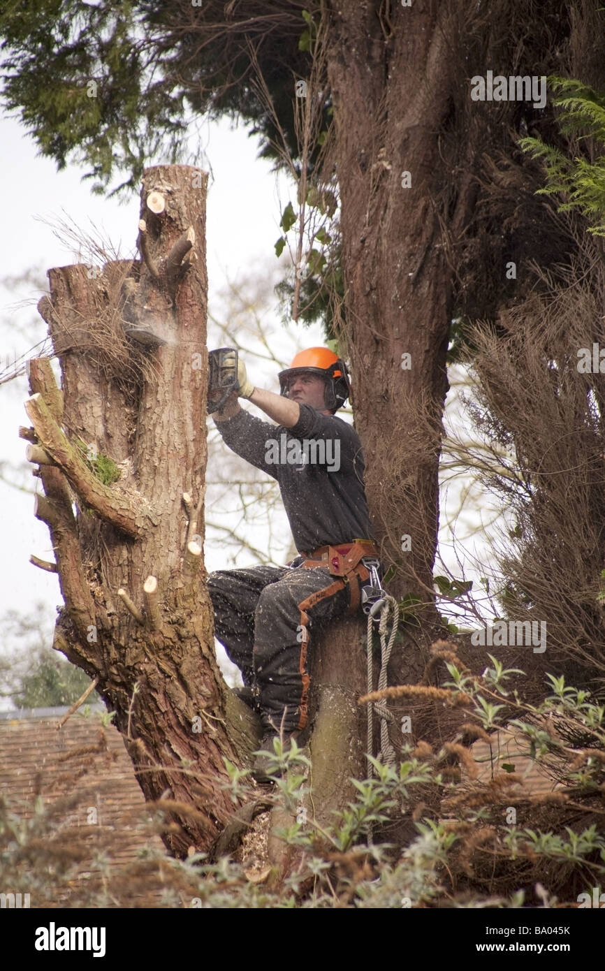 a tree surgeon chopping down a rotten tree Stock Photo - Alamy
