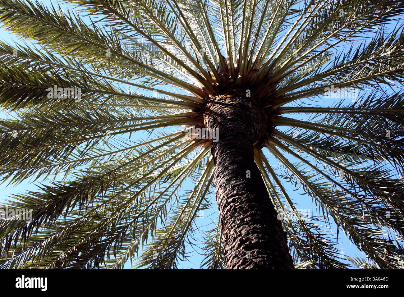 Pamtree hi-res stock photography and images - Alamy