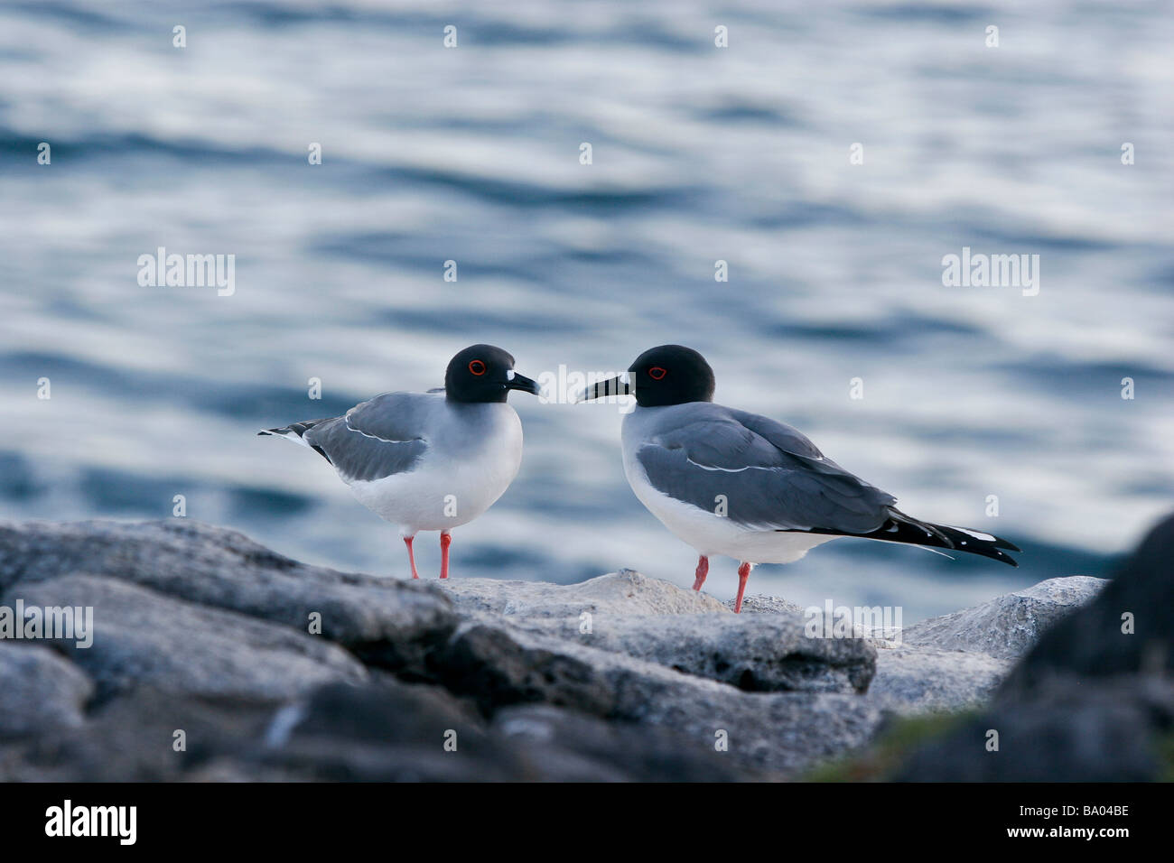 Swallow tailed gull South Plaza Island Galapagos Islands Ecuado Stock ...