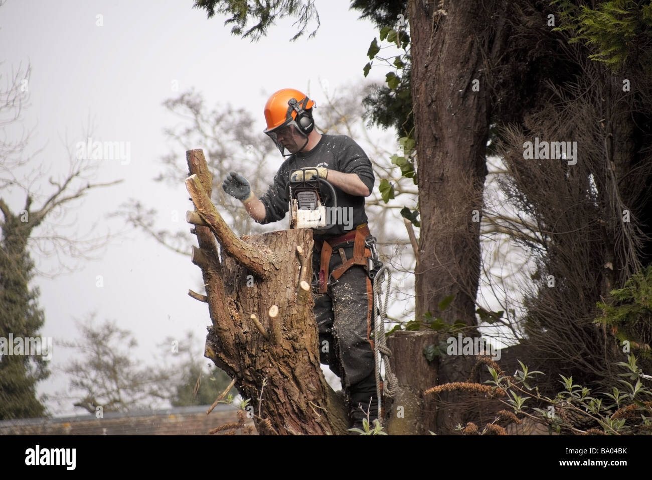 a tree surgeon chopping down a rotten tree Stock Photo - Alamy