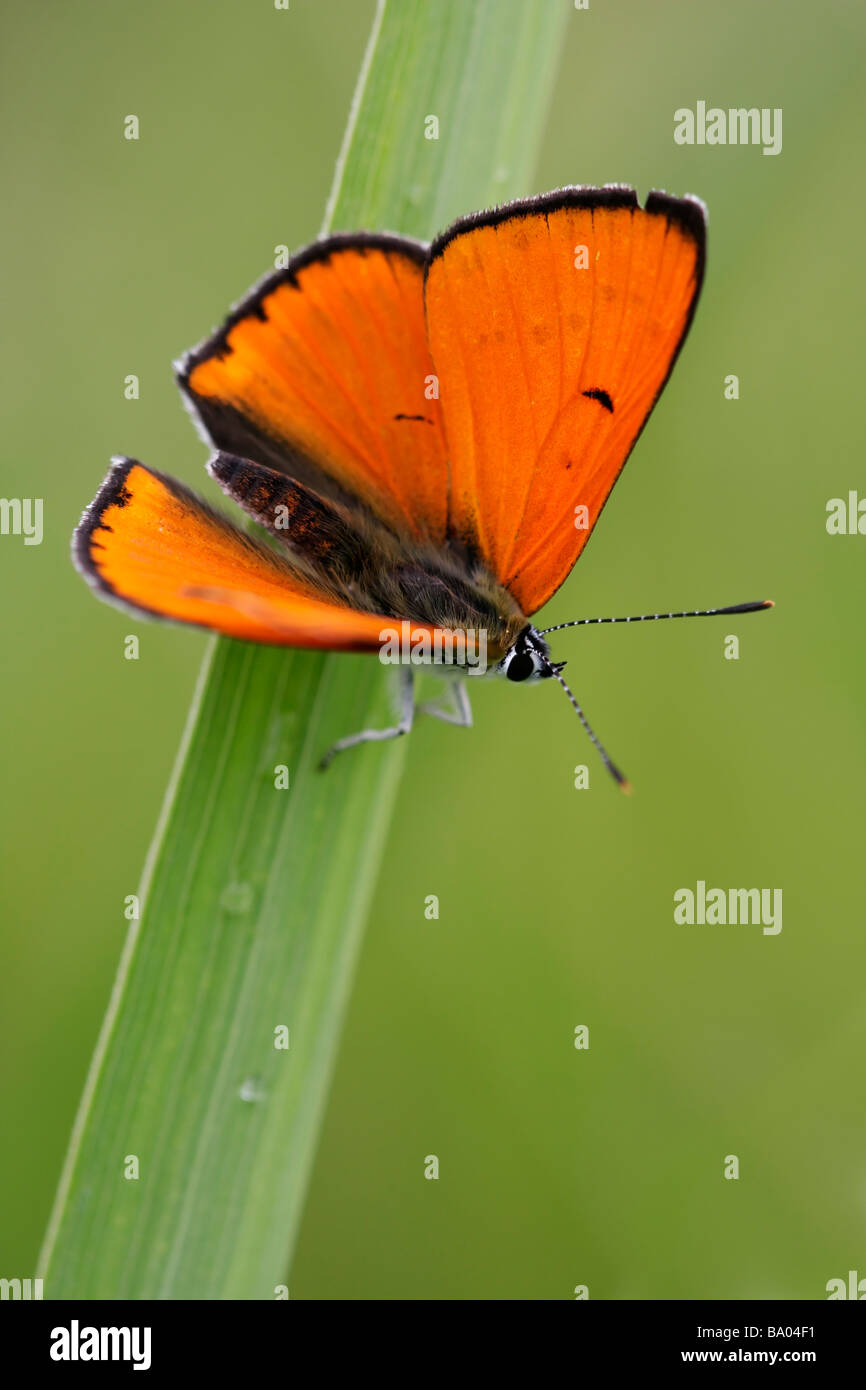 Großer Feuerfalter Large Copper Lycaena dispar Stock Photo - Alamy