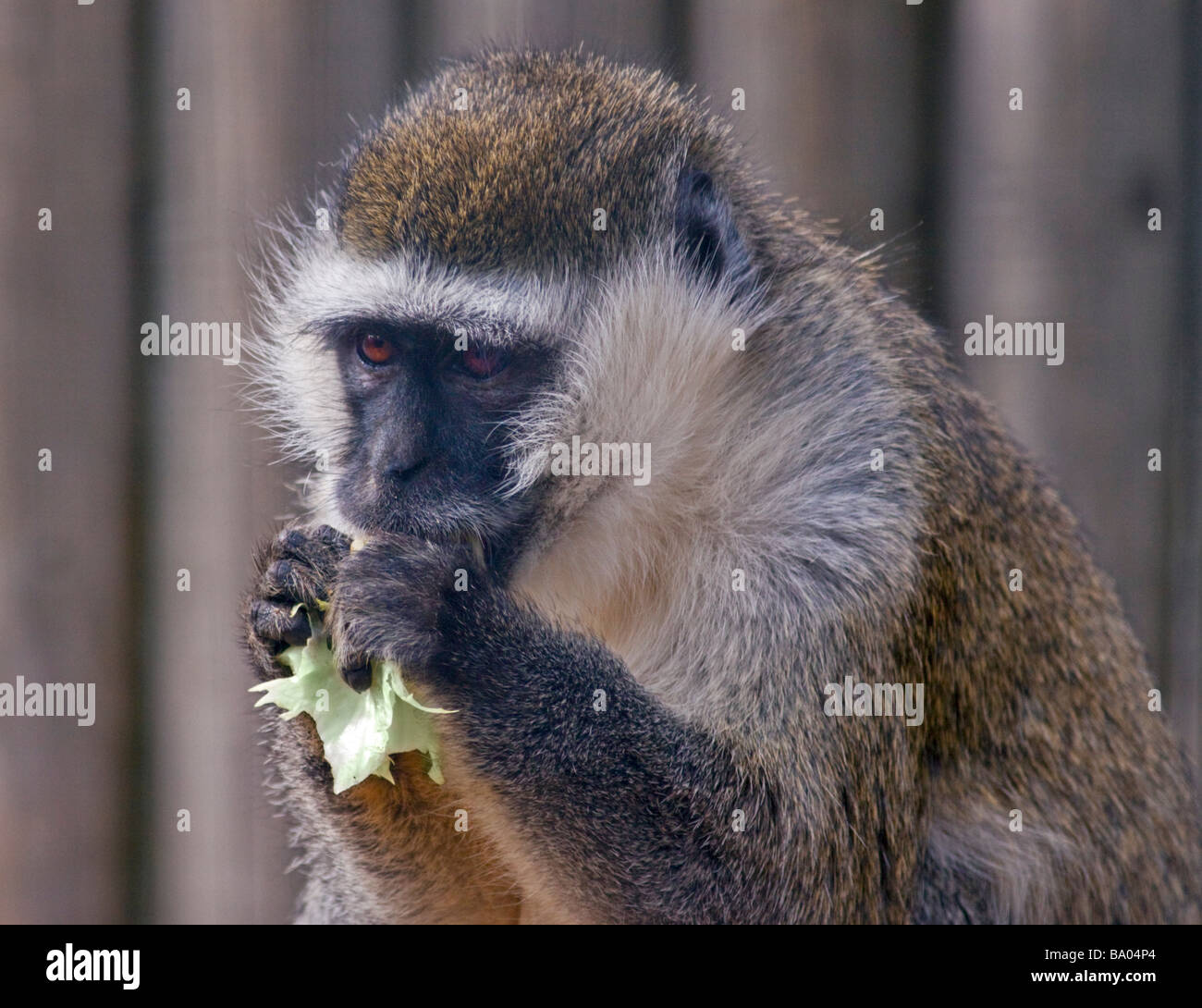 Vervet Monkey (cercopithecus aethiops) eating a lettuce leaf Stock ...