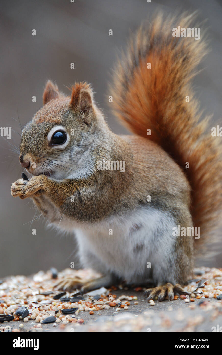 Red squirrel canada not eastern hi-res stock photography and images - Alamy