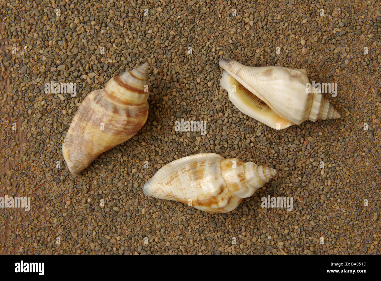 Strombus urceus hi-res stock photography and images - Alamy