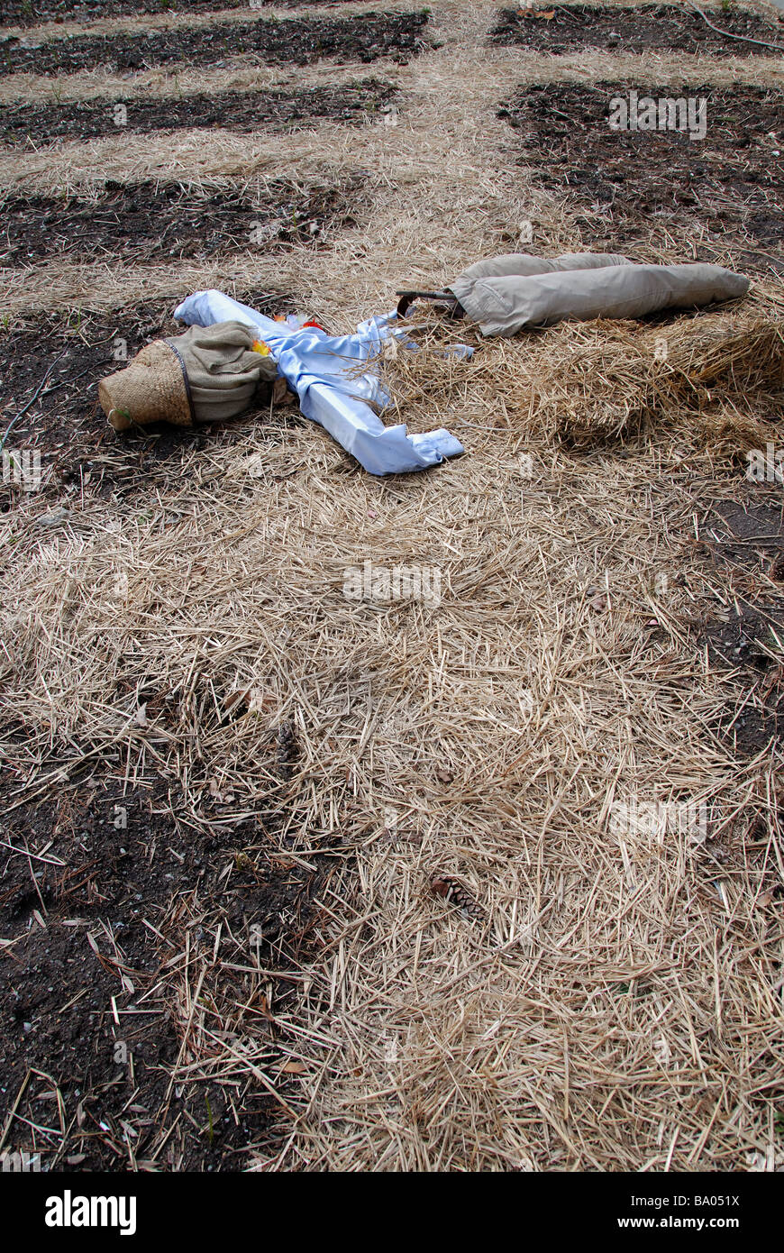 A damaged scarecrow that has fallen over in a childrens teaching garden ...