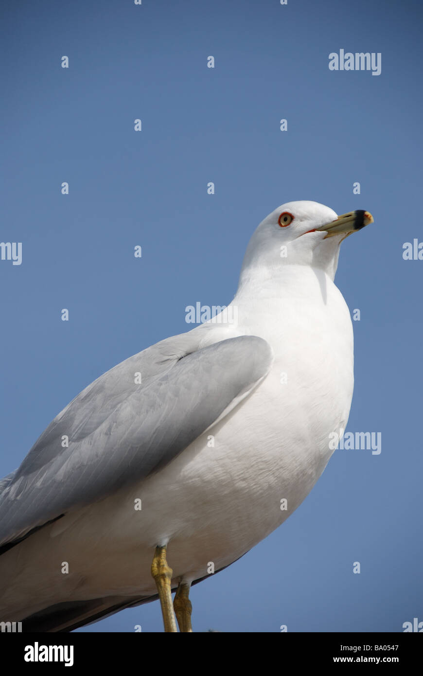 Toronto canada seagull hi-res stock photography and images - Alamy