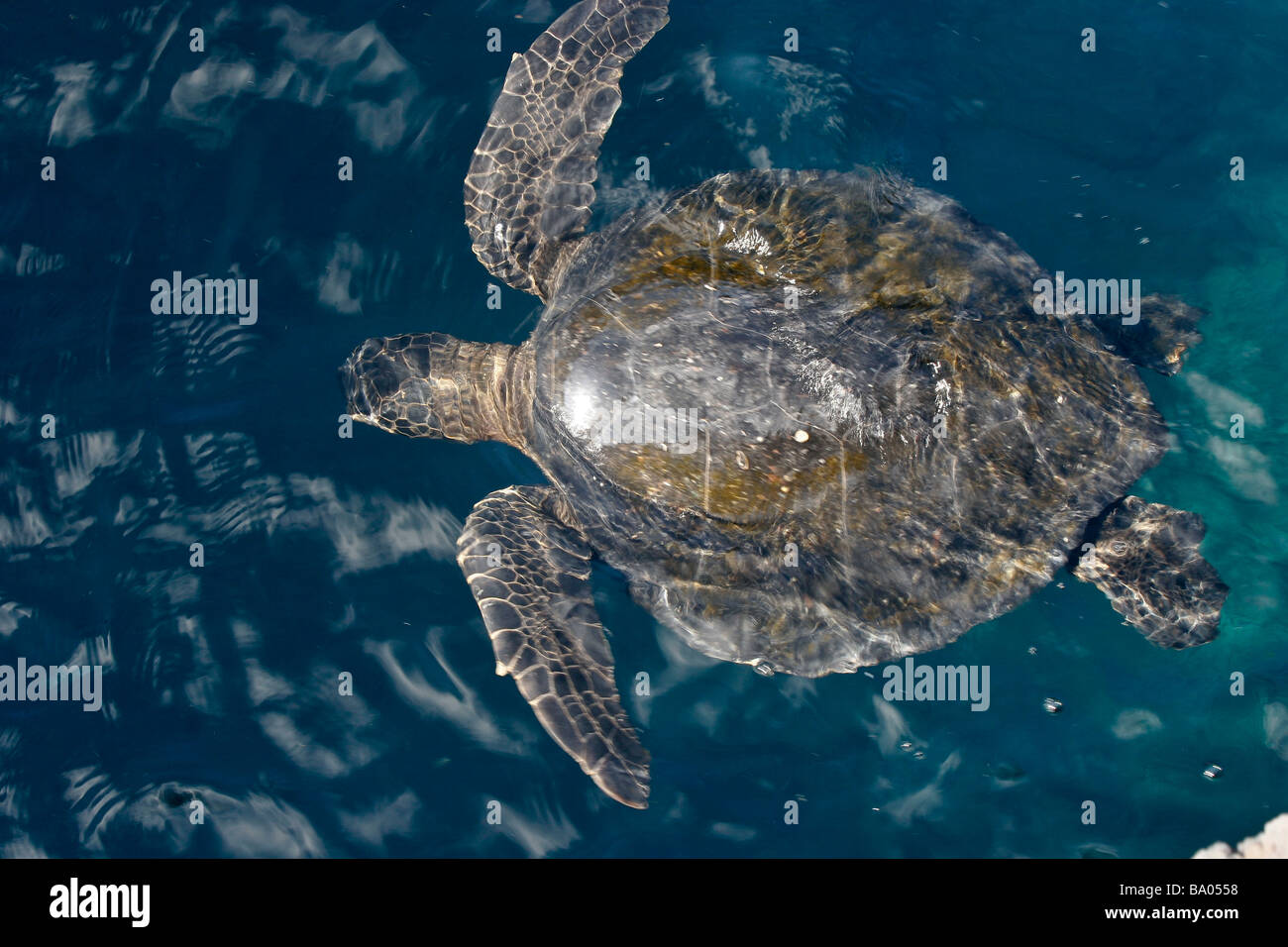 Turtle near the surface hi-res stock photography and images - Alamy