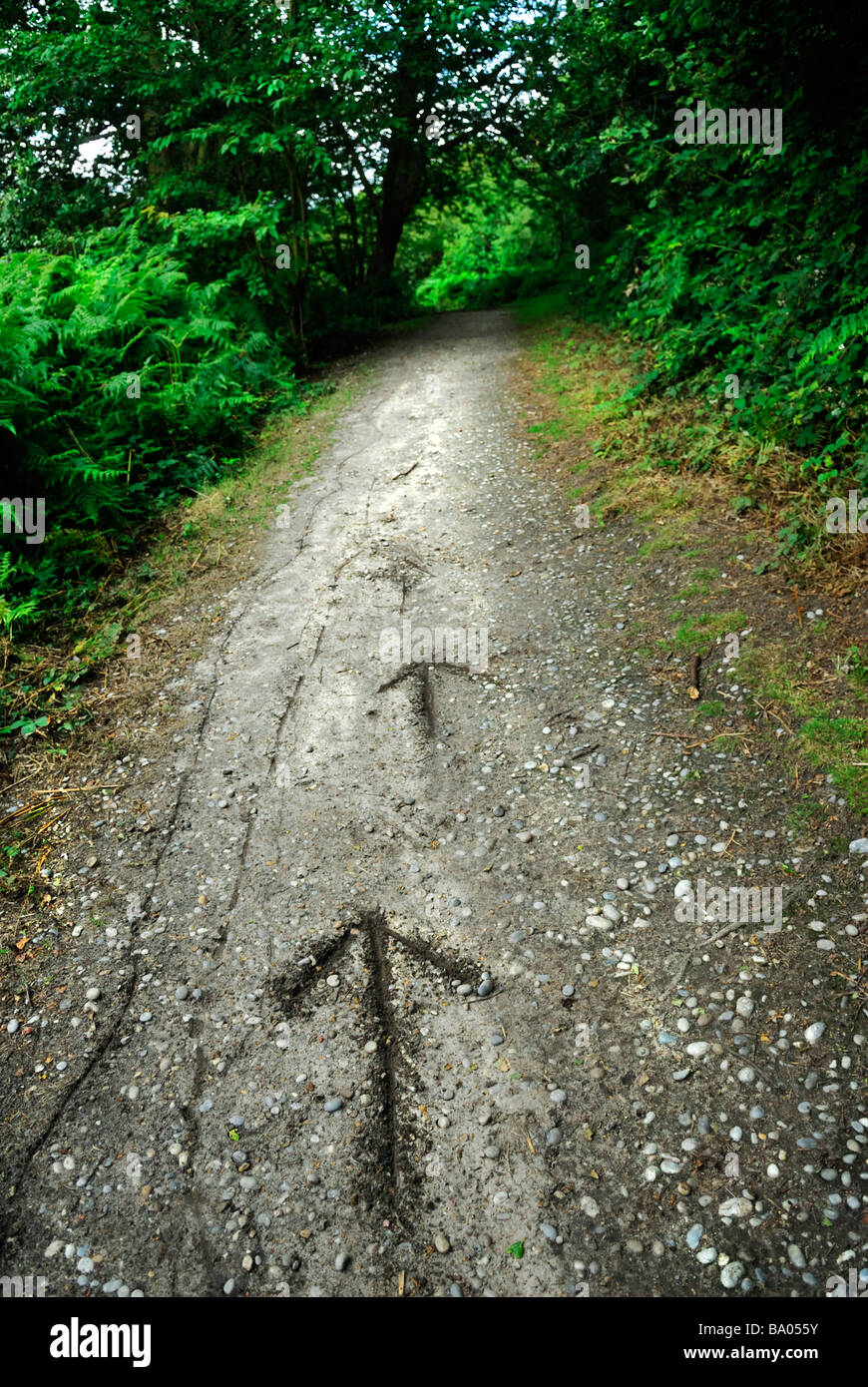Arrows Drawn in the Ground on Footpath in Woodland Stock Photo - Alamy