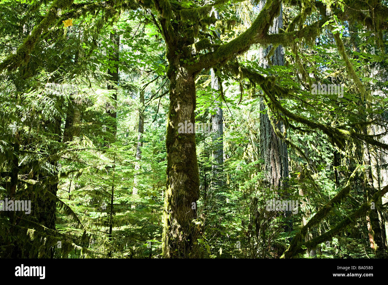 Cathedral grove old growth rainforest british columbia canada vancouver ...