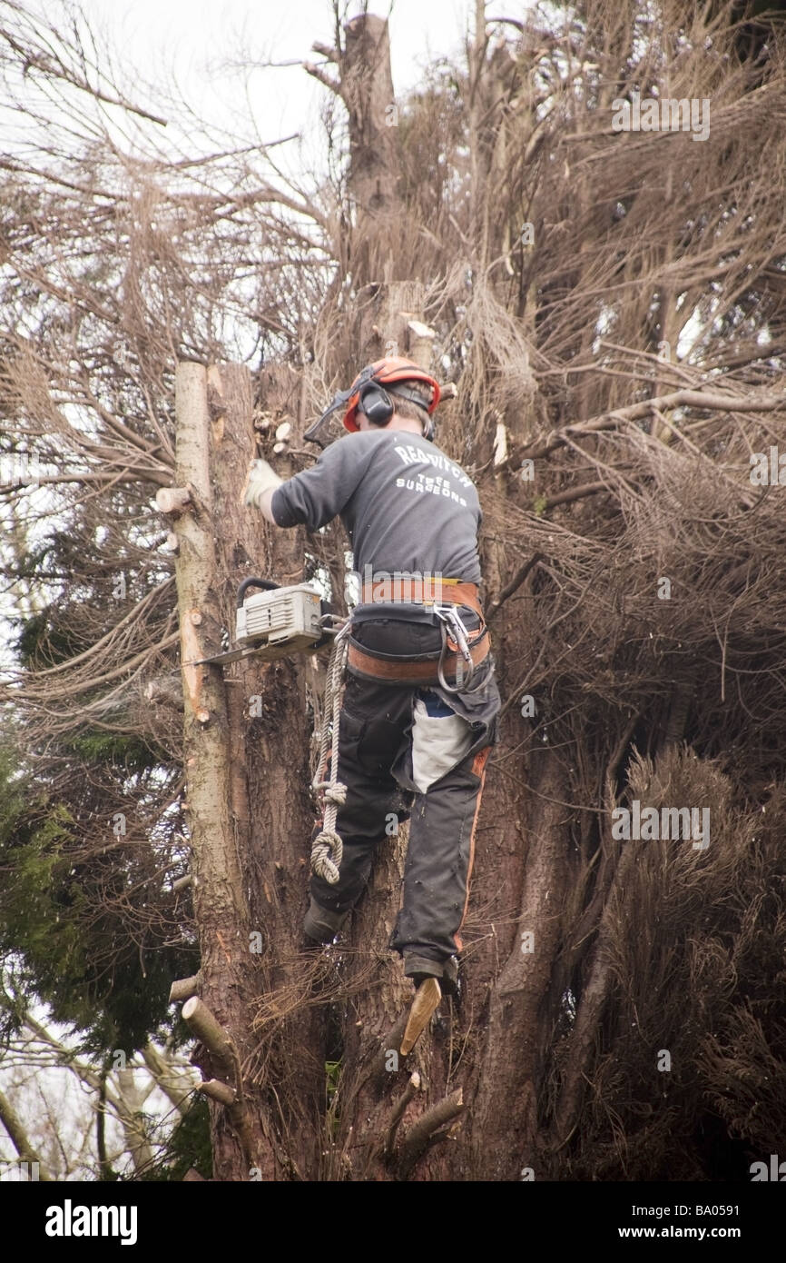a tree surgeon chopping down a rotten tree Stock Photo - Alamy