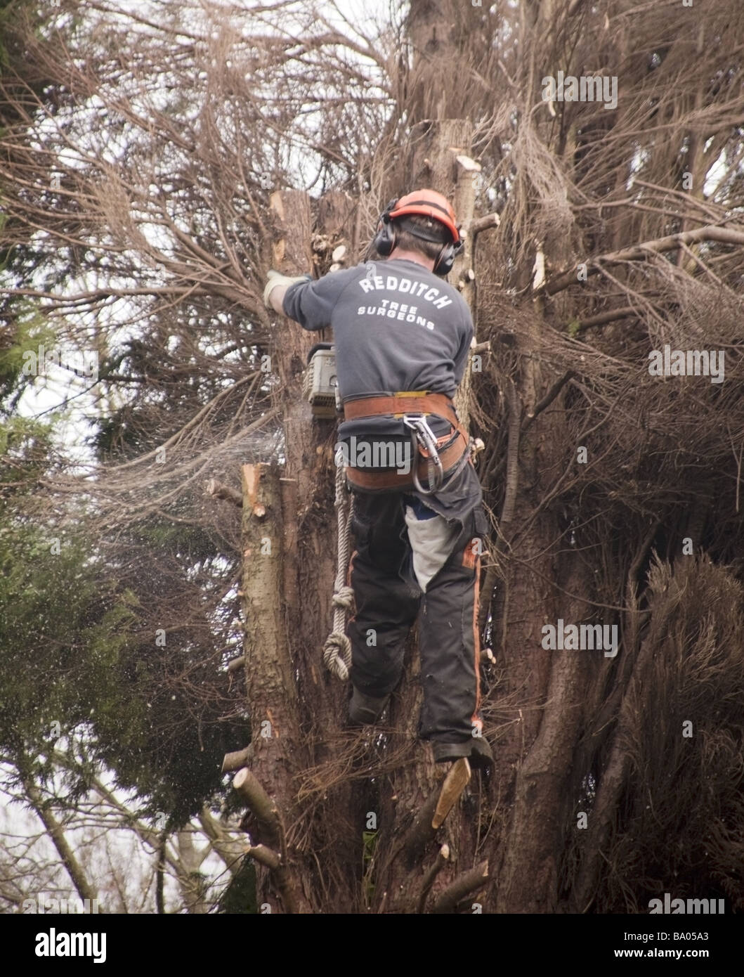 a tree surgeon chopping down a rotten tree Stock Photo - Alamy
