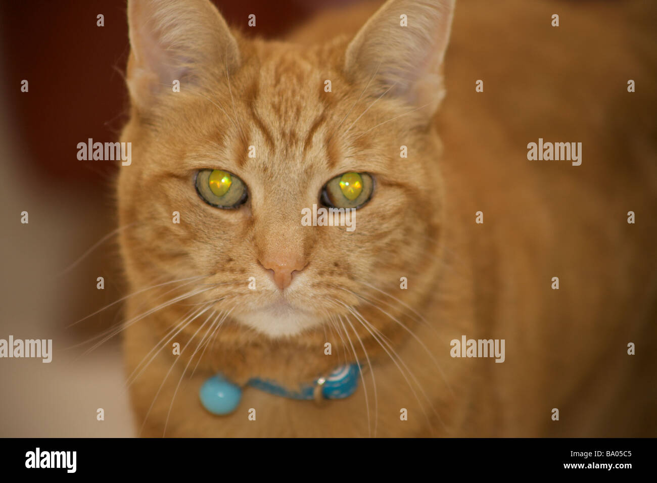 Ginger cat with green eyes hi-res stock photography and images - Alamy
