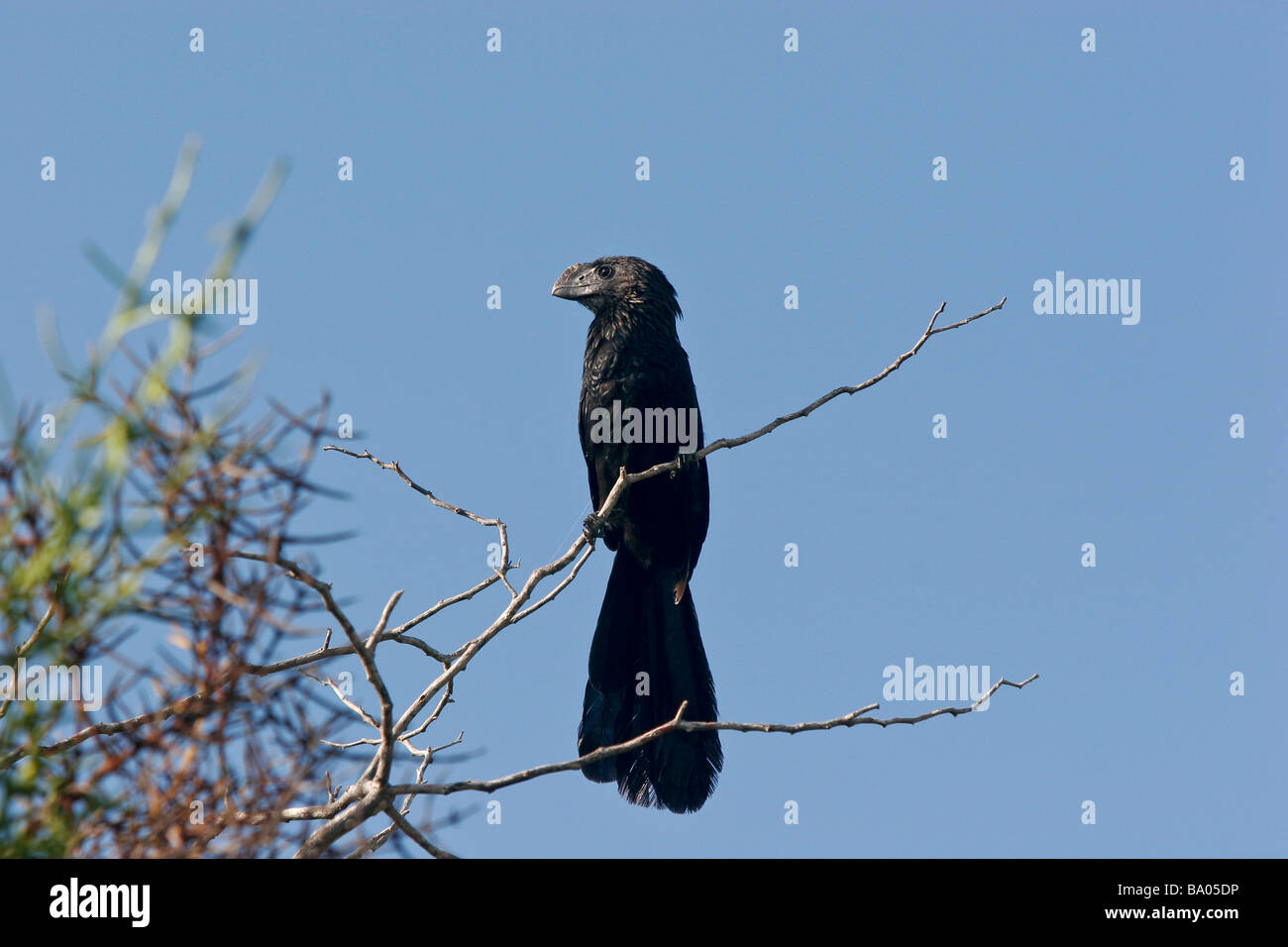 Smooth billed Ani bird Galapagos Islands Ecuador Stock Photo - Alamy