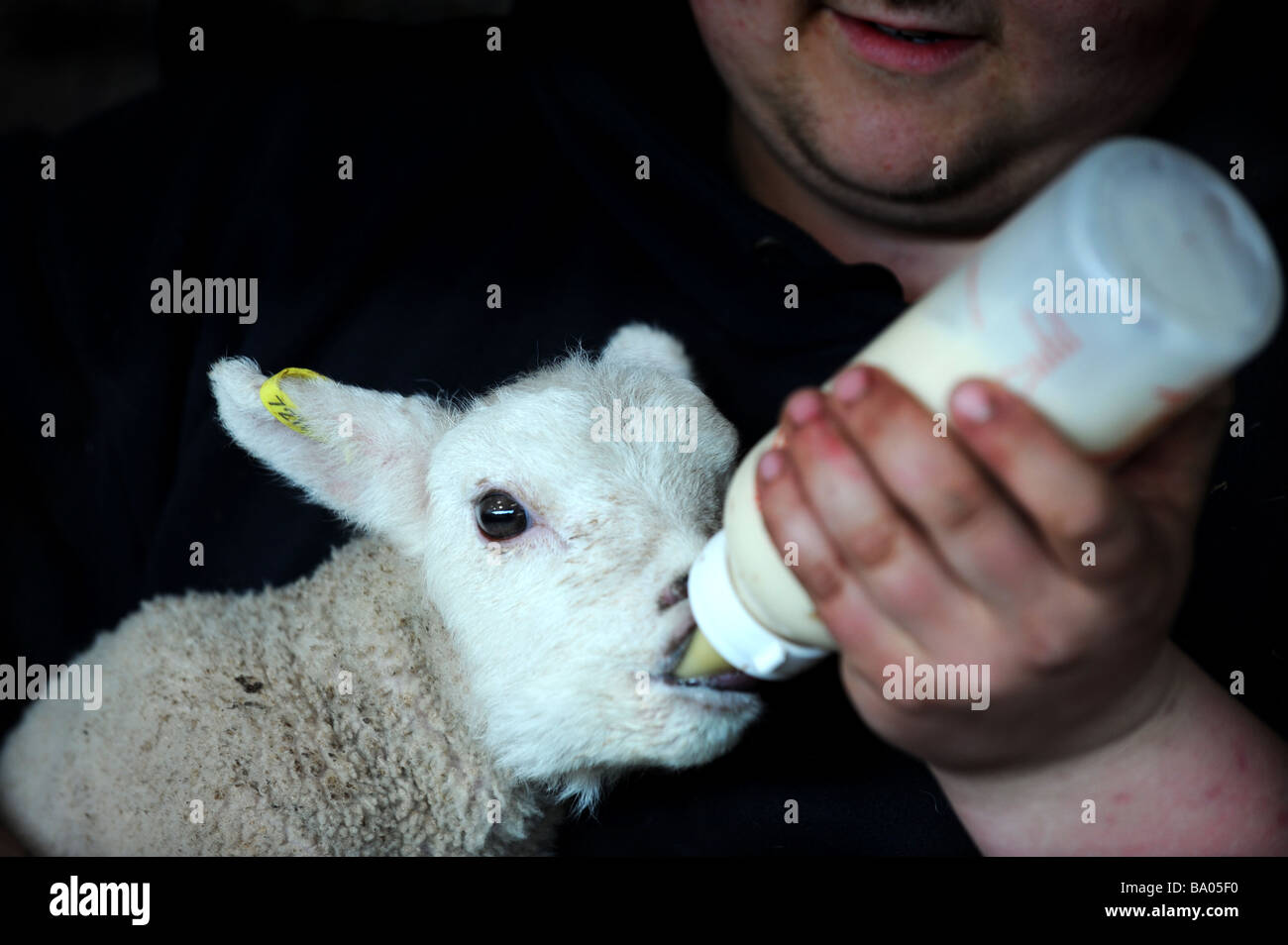 Lamb being born hi-res stock photography and images - Alamy