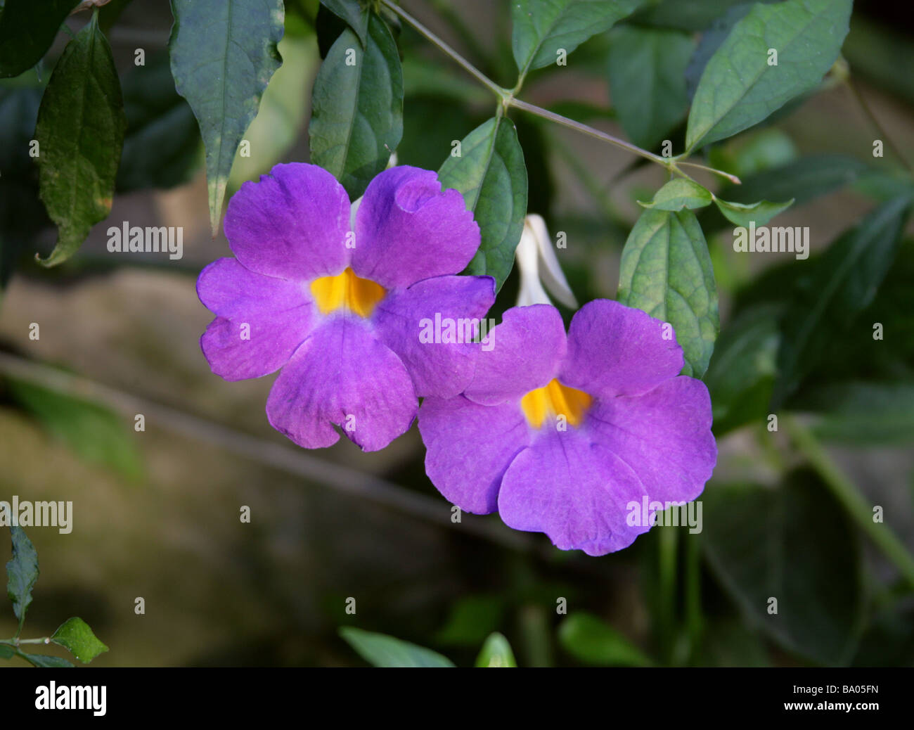 Kings mantle hi-res stock photography and images - Alamy